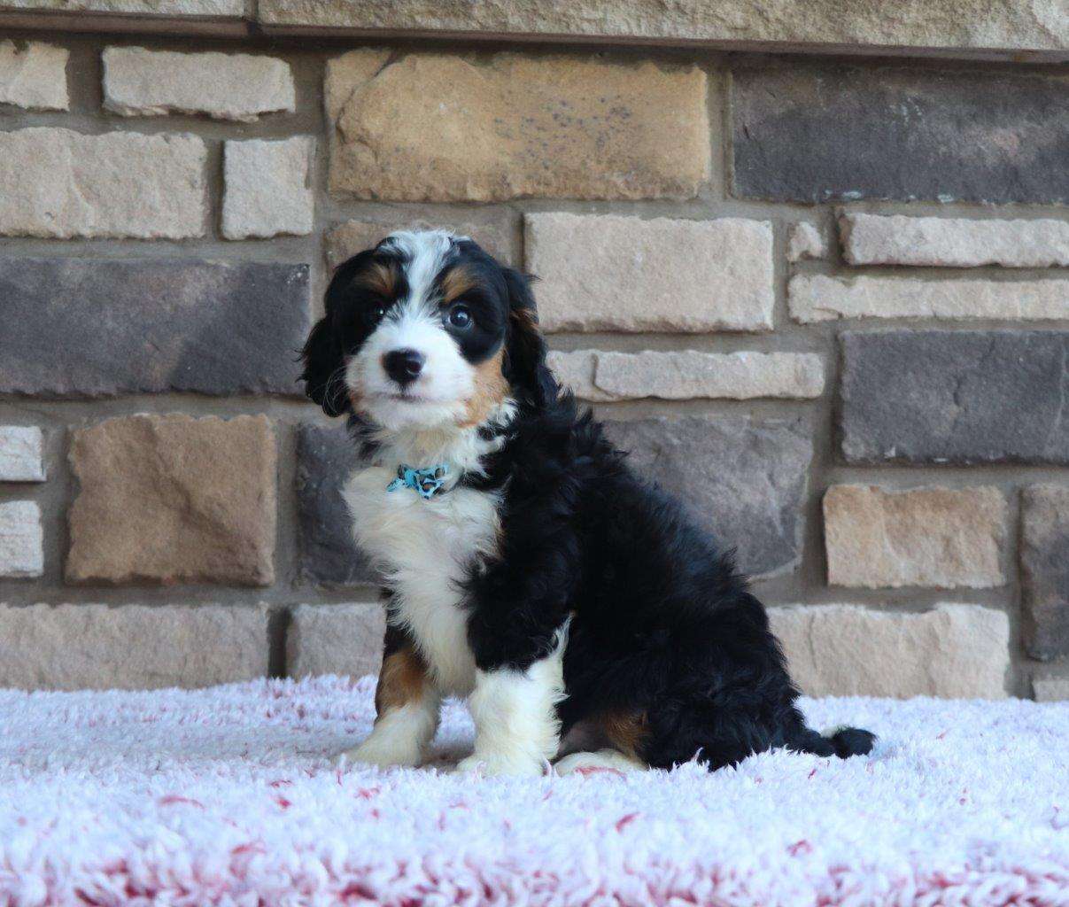 Best Boston Bernedoodles Available — Crockett Doodles