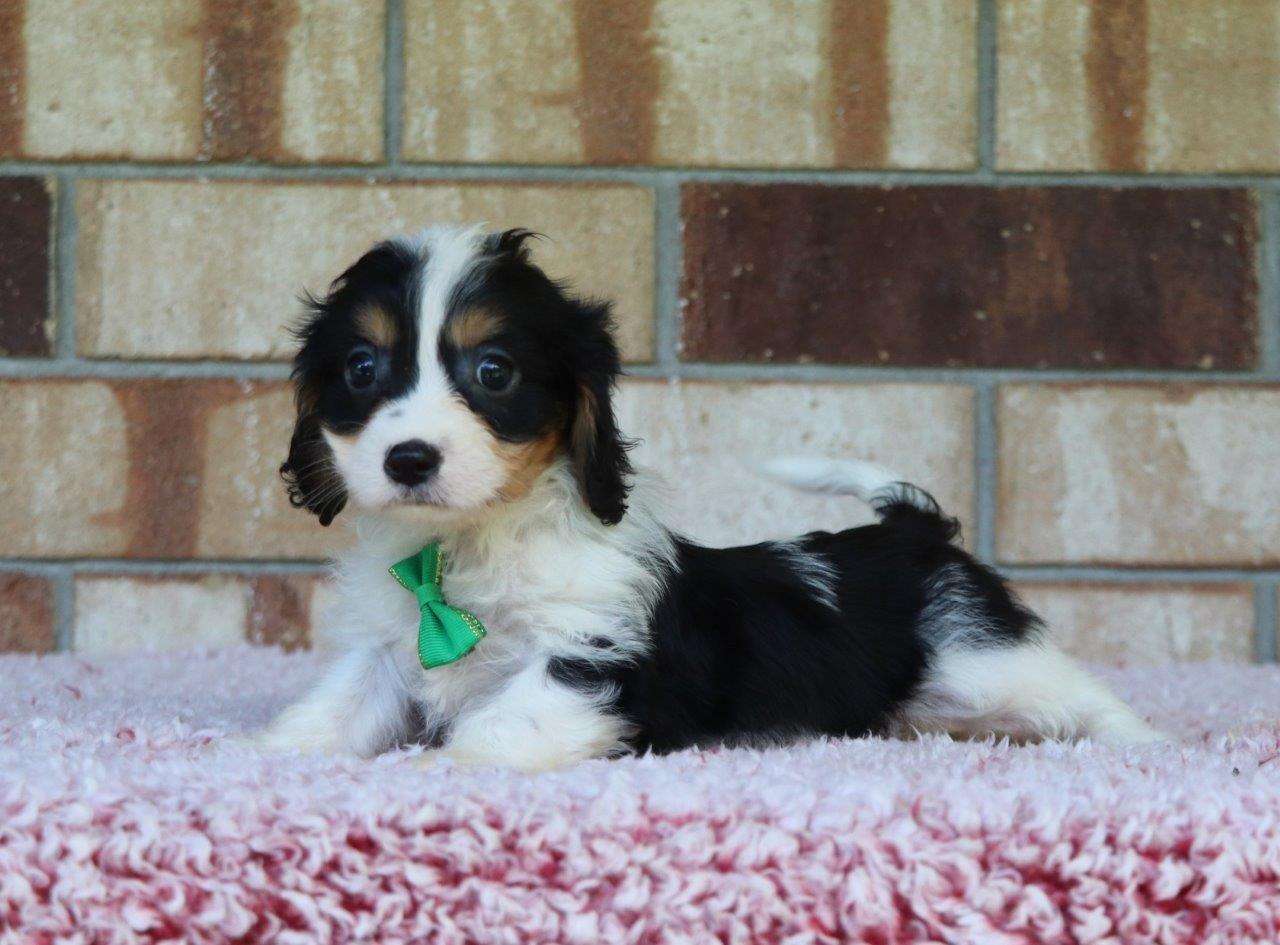 Best Austin Doodles Available — Crockett Doodles