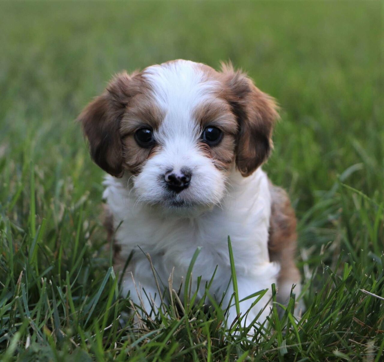 Most Popular Doodle Colors and Breeds — Crockett Doodles