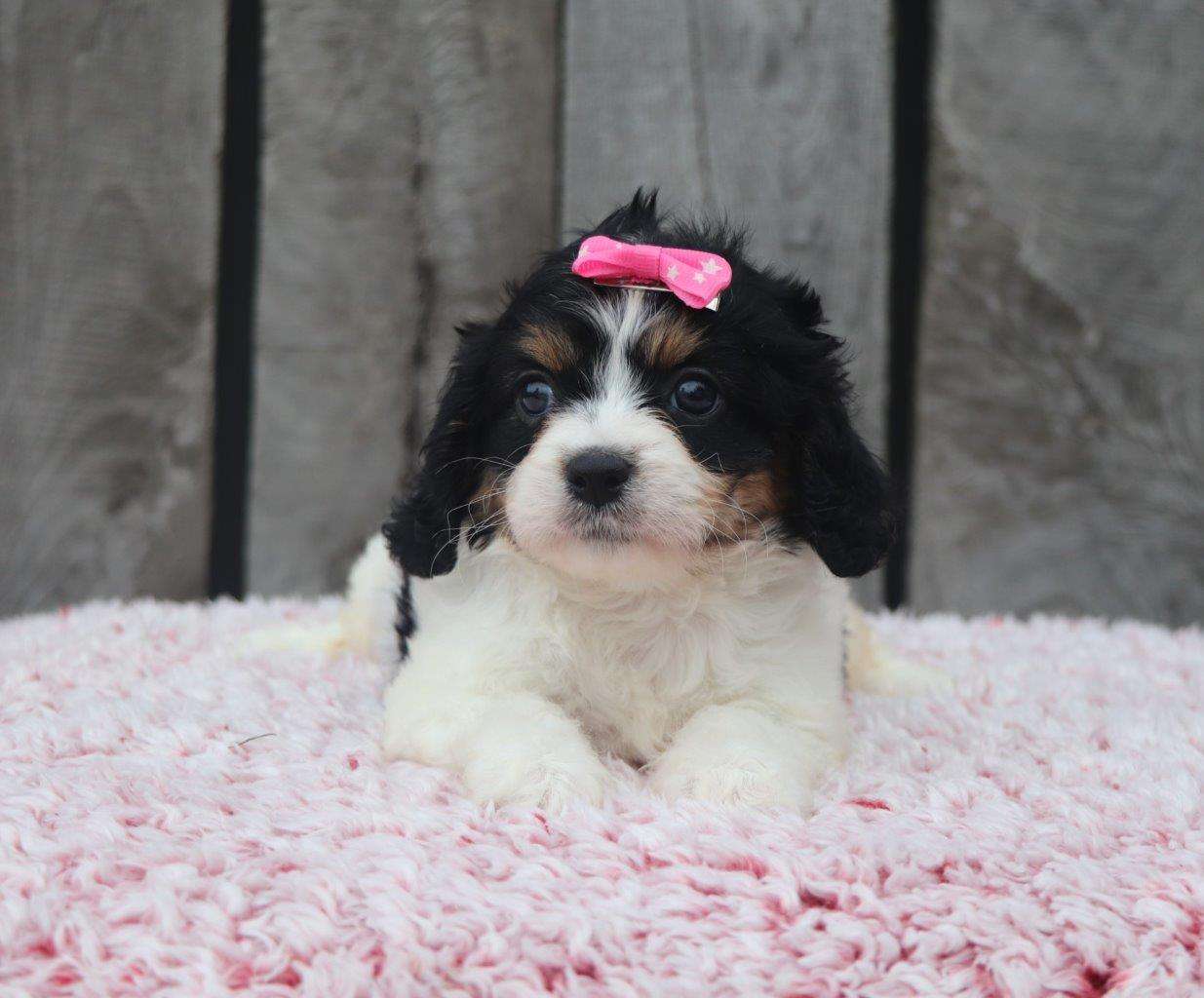 Best Phoenix Doodles Available — Crockett Doodles