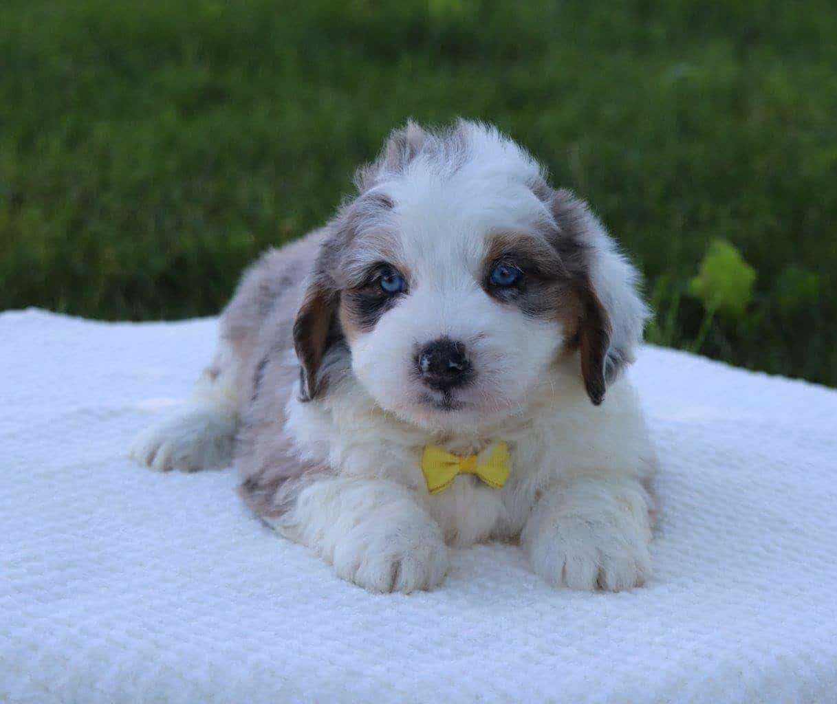 Best Reno Aussiedoodles Available — Crockett Doodles