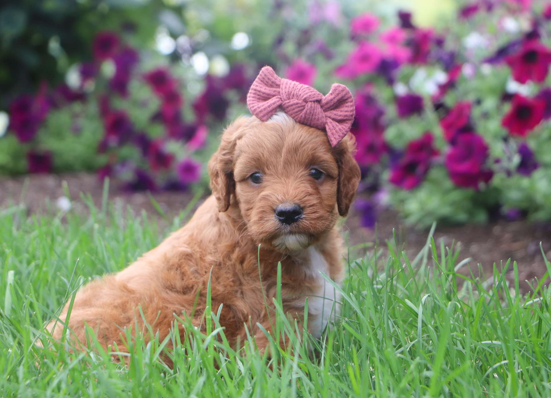 Best Garland Irishdoodles Available — Crockett Doodles