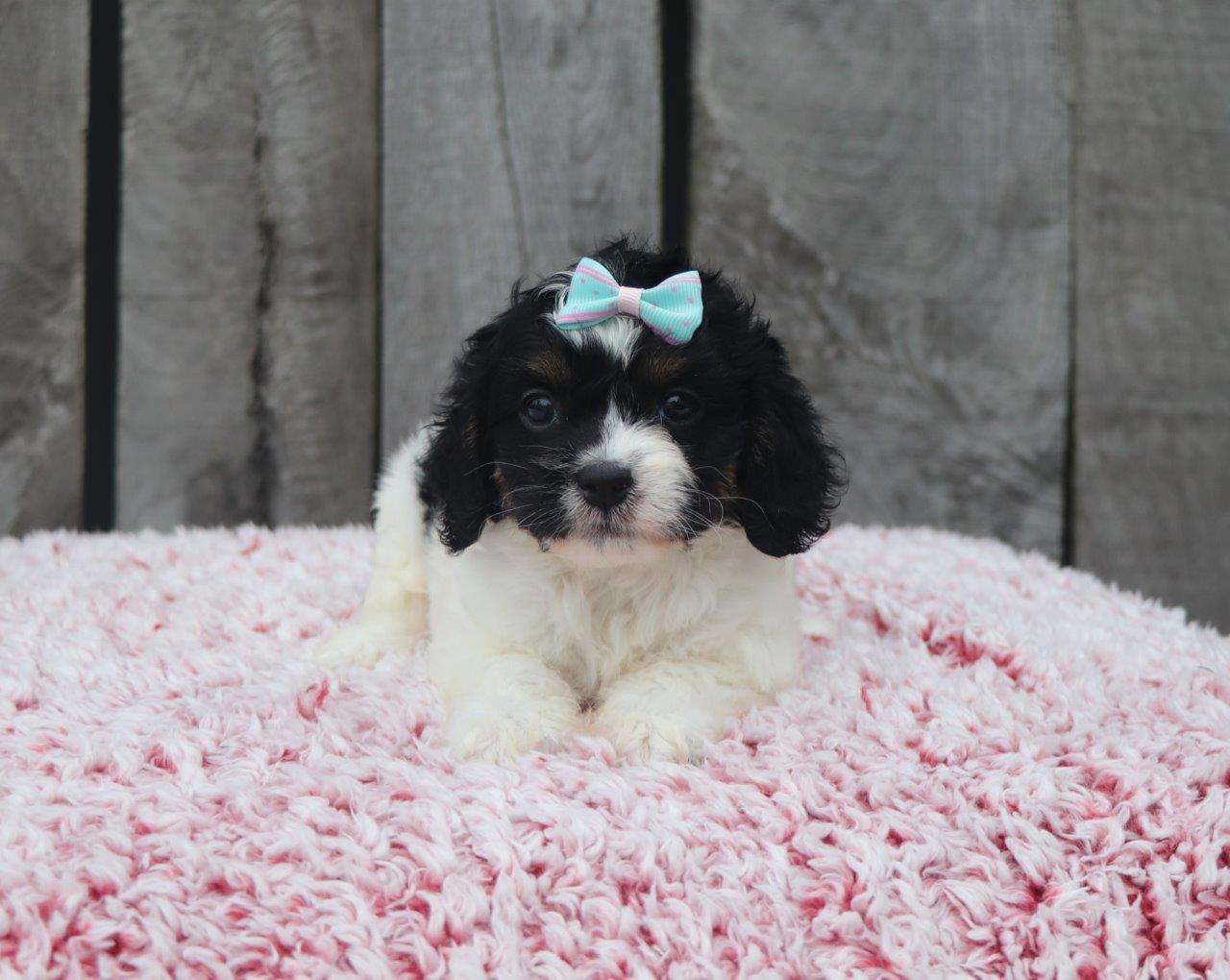 Best Winston-Salem Cavapoos Available — Crockett Doodles