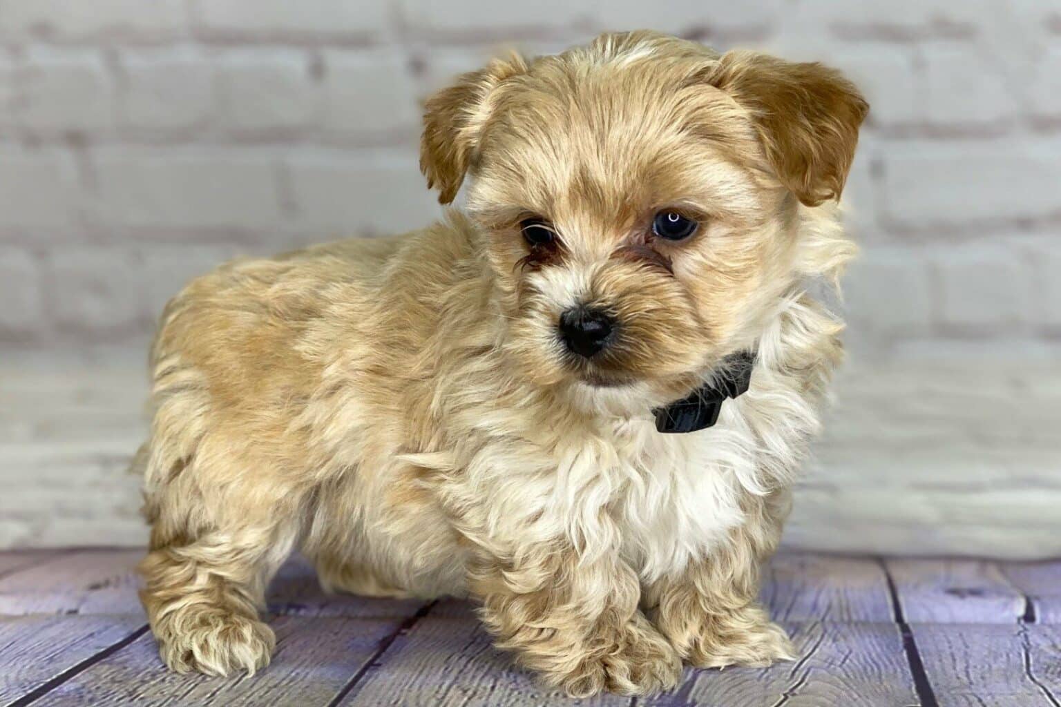 Yorkie Poo Puppies - Adorable Yorkipoo Mix for Sale | Crockett Doodles