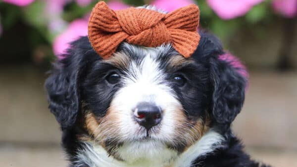 Cavapoo (Cavoodle) and Mini Cavapoo Puppies for Sale — Crockett Doodles