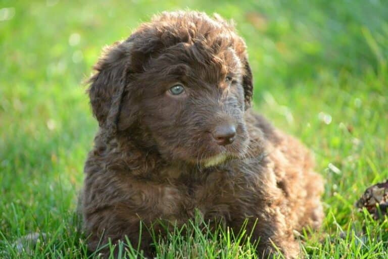 Newfiedoodle Puppies for Sale - Standard Poodle & Newfoundland Mix