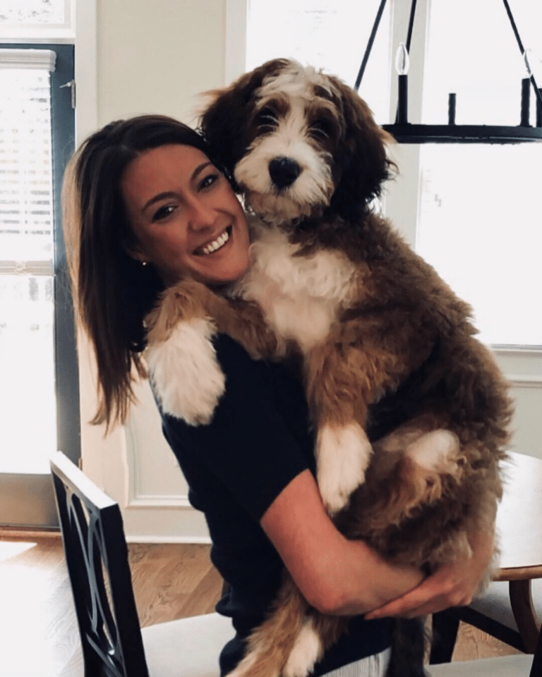 Bernedoodle vs Sheepadoodle Breed Comparison — Crockett Doodles