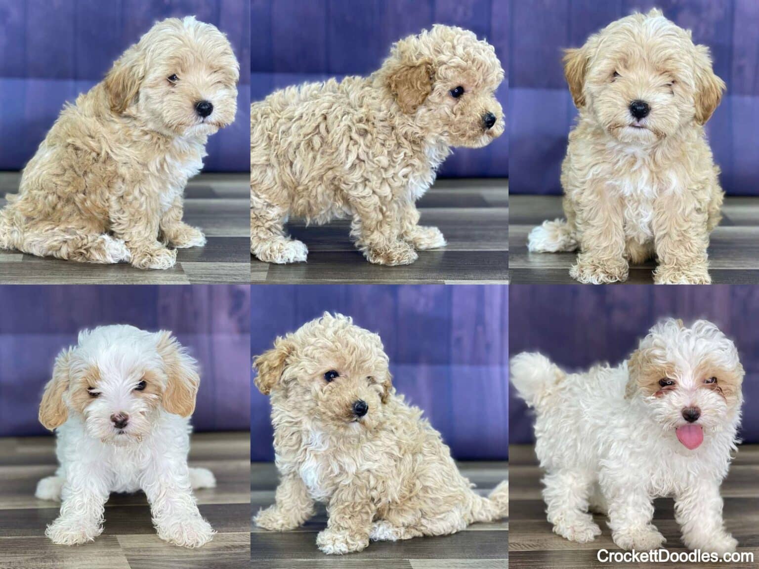 Maltipoo Puppies for Sale - Fluffy, Adorable & Family-Raised