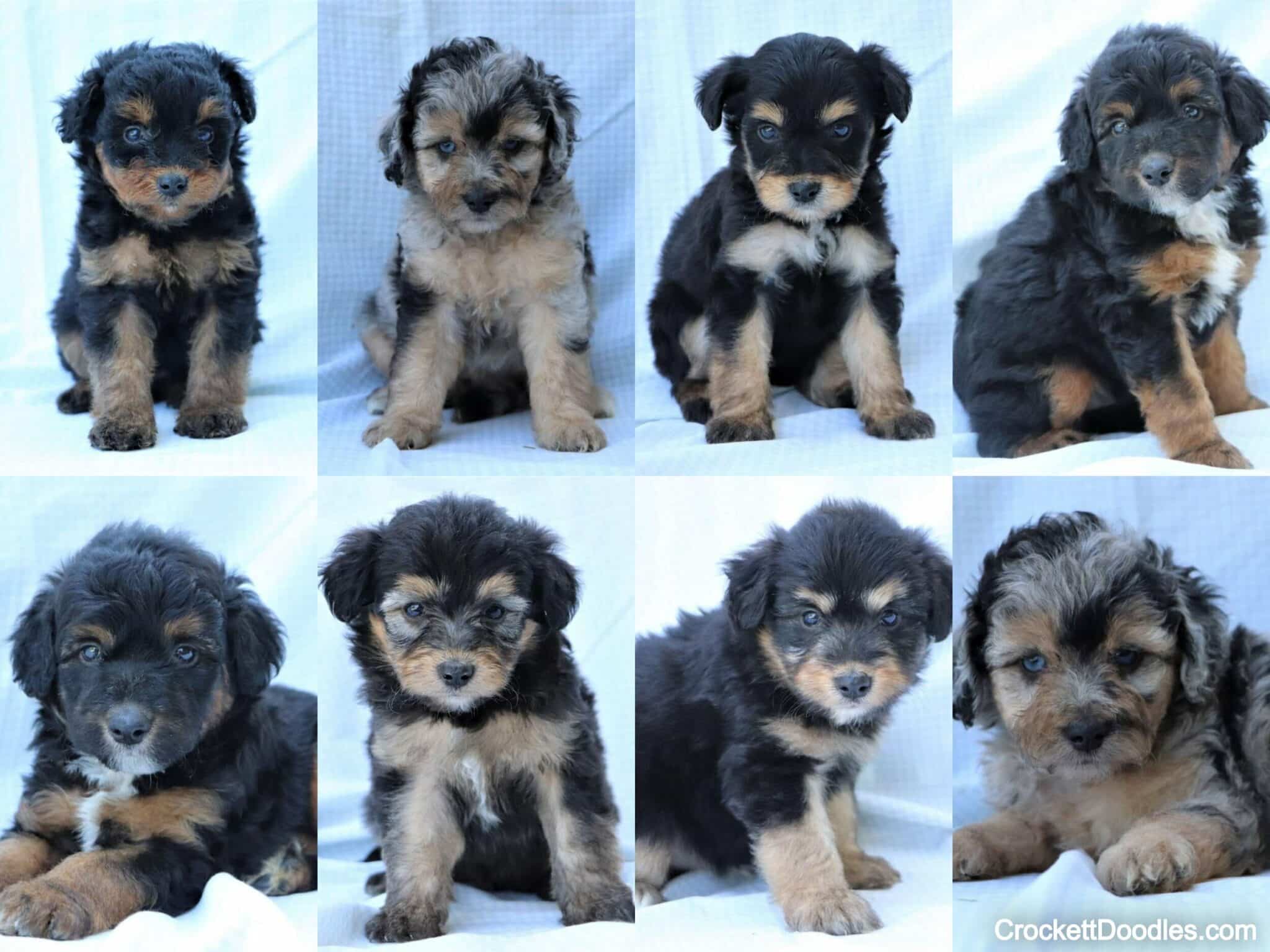 Most Popular Doodle Colors and Breeds — Crockett Doodles