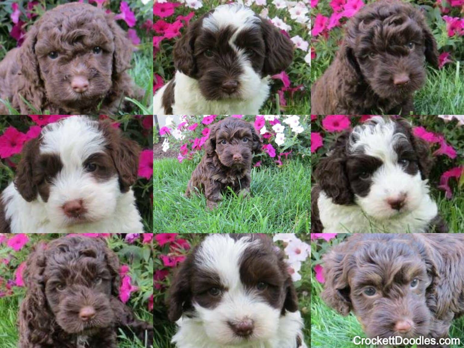 Most Popular Doodle Colors and Breeds — Crockett Doodles