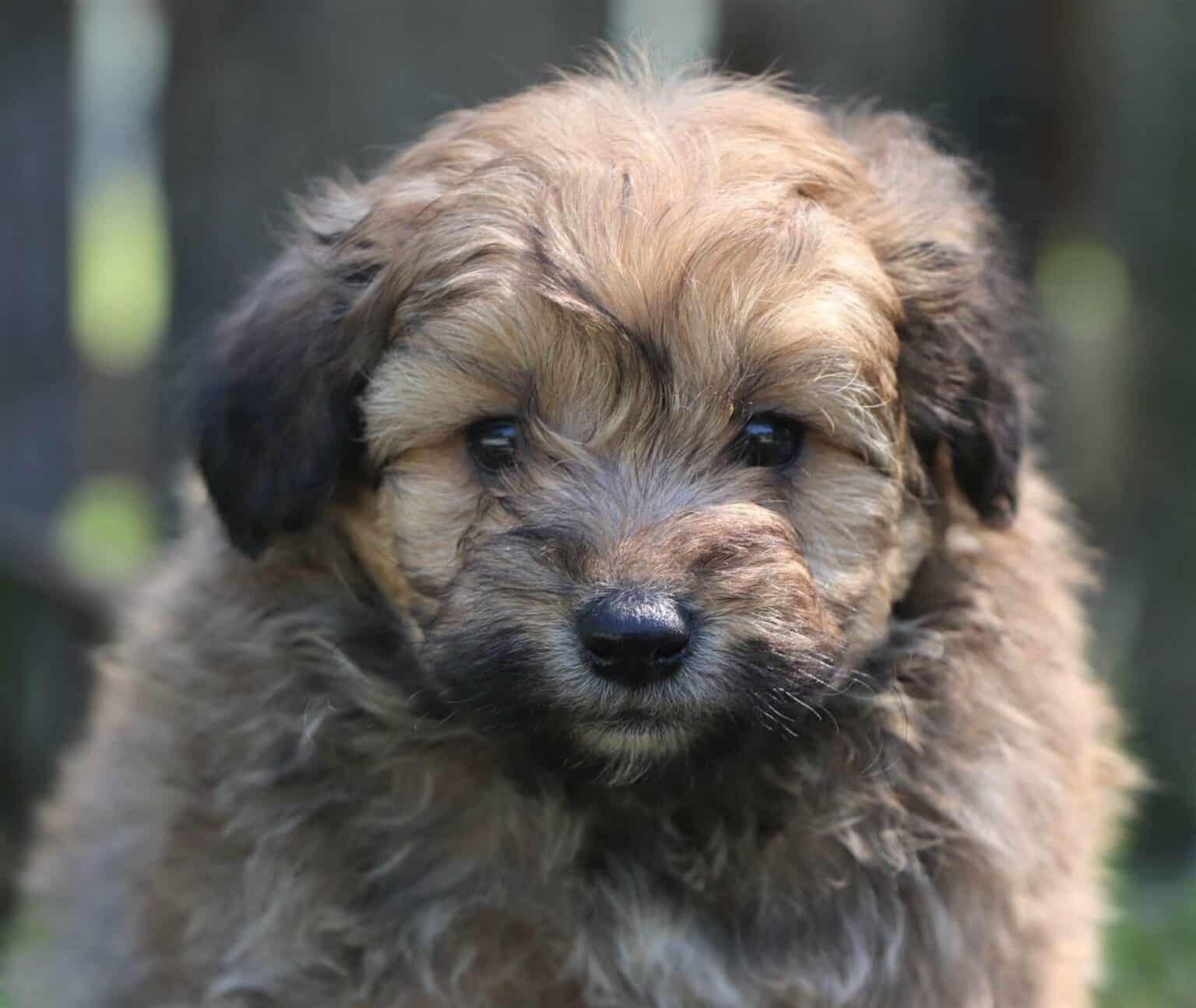 Pomapoo Puppies - Energetic & Affectionate — Crockett Doodles