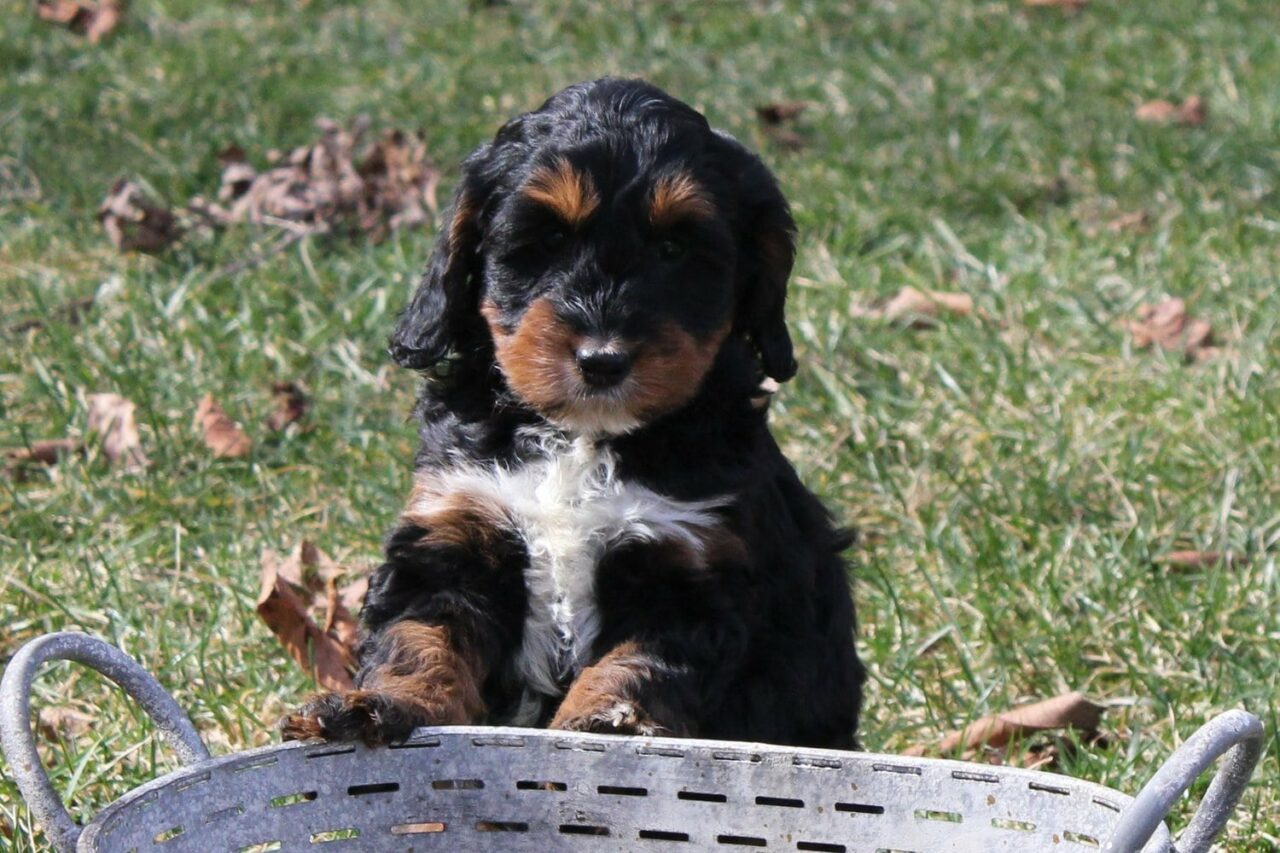 Springerdoodle Puppies and Mini Springerdoodle Puppies Puppies ...