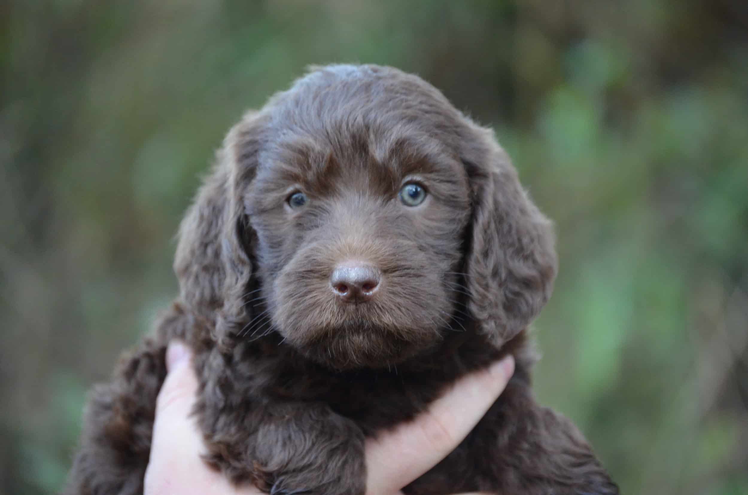 Chocolate F1 Labradoodle
