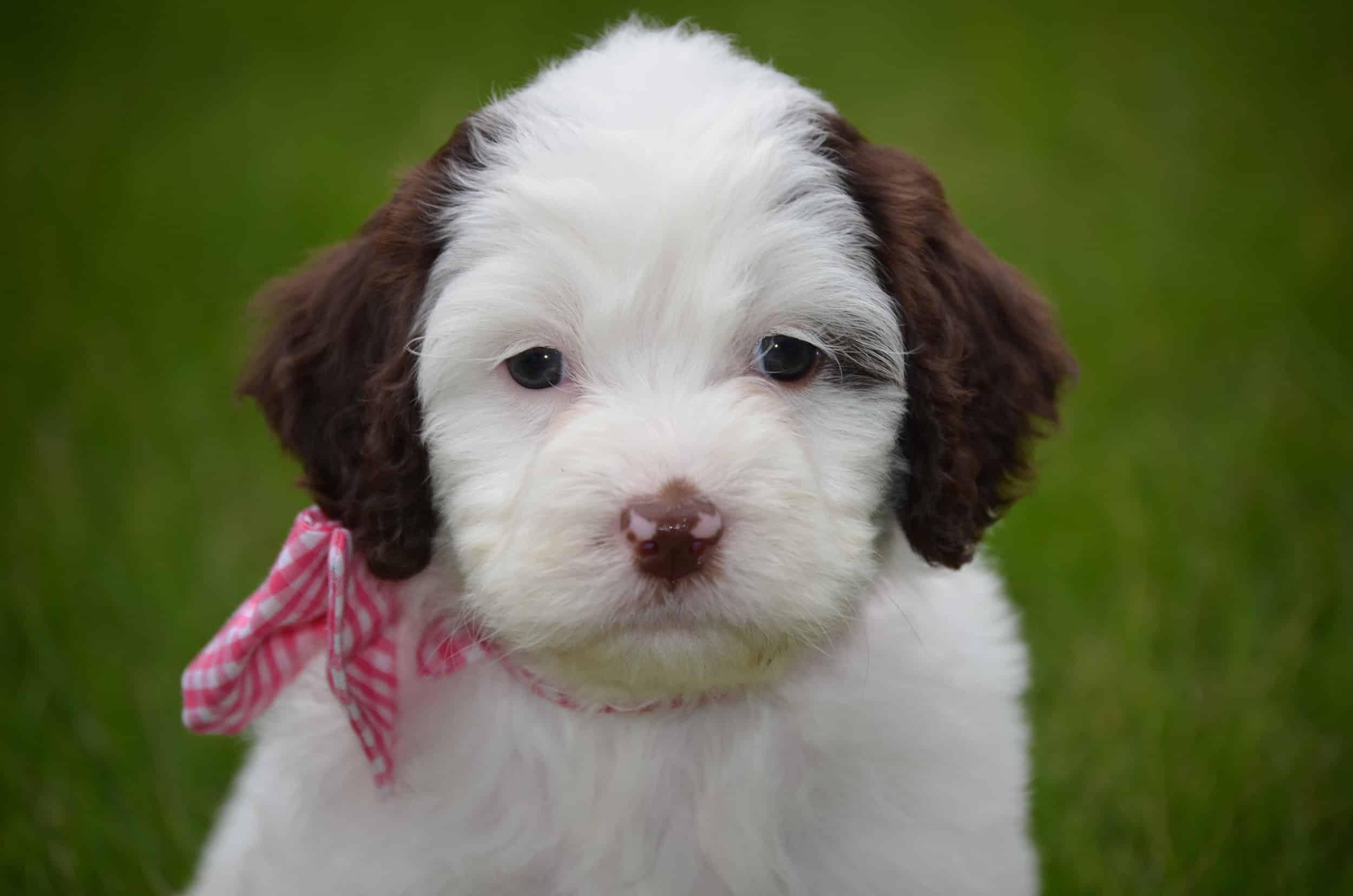 Springerdoodles — Crockett Doodles