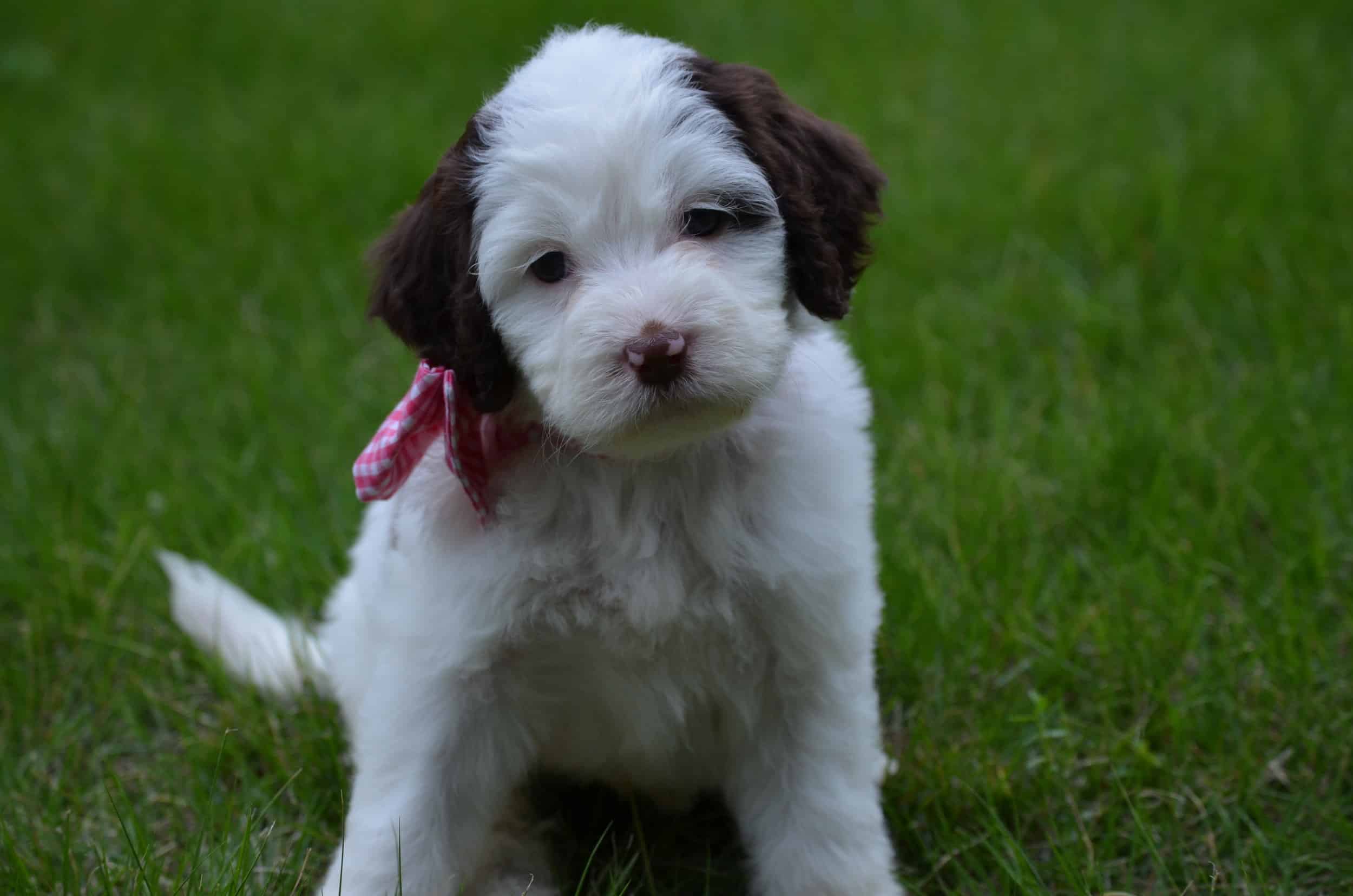 Springerdoodles — Crockett Doodles