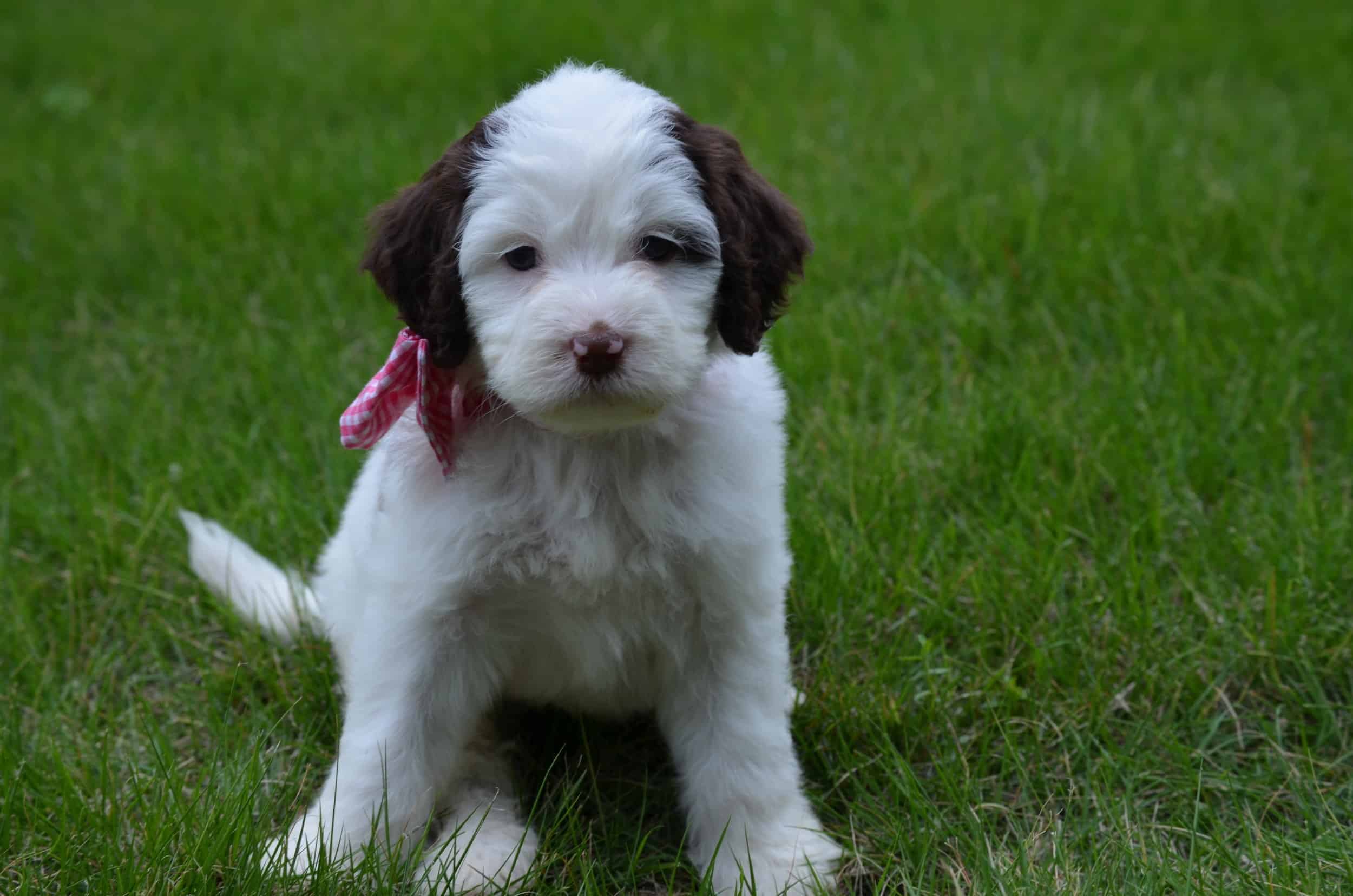 Springerdoodles — Crockett Doodles