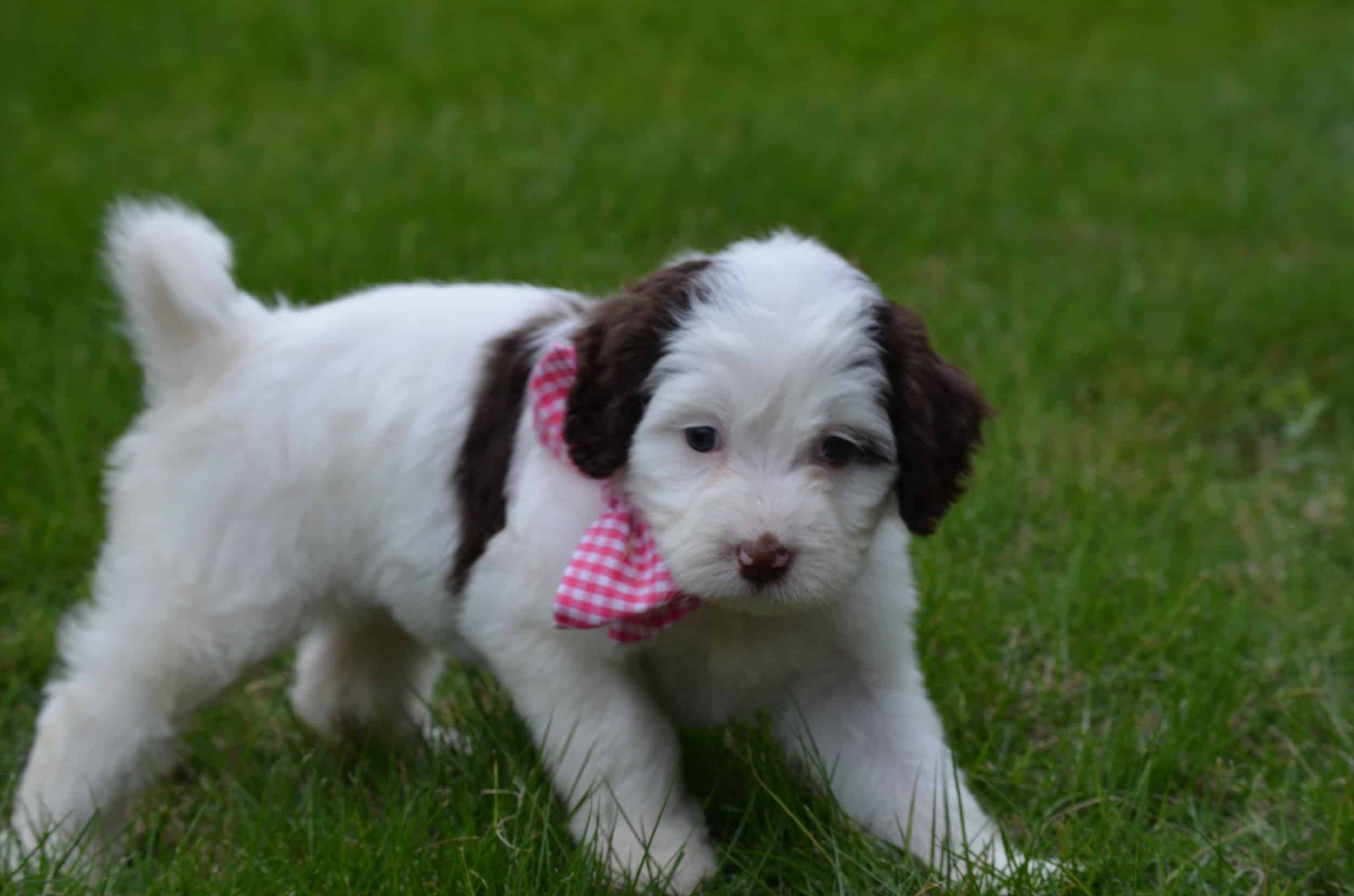 Springerdoodles — Crockett Doodles