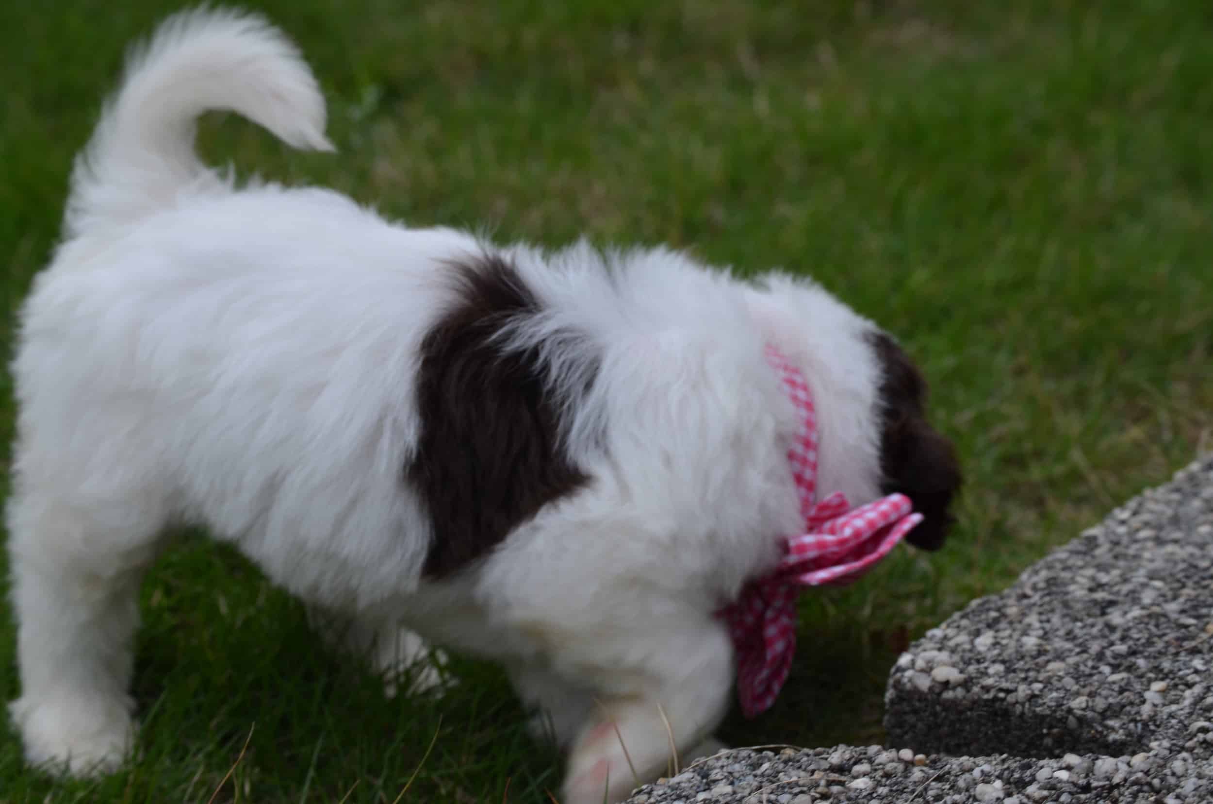 Springerdoodles — Crockett Doodles