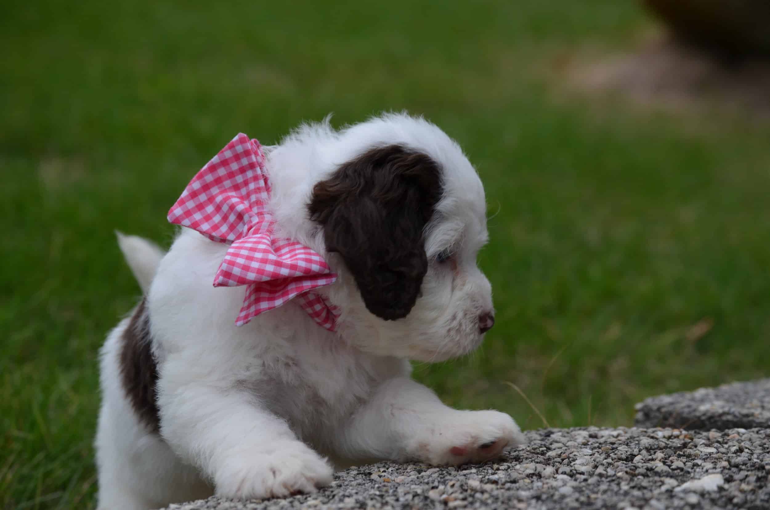 Springerdoodles — Crockett Doodles