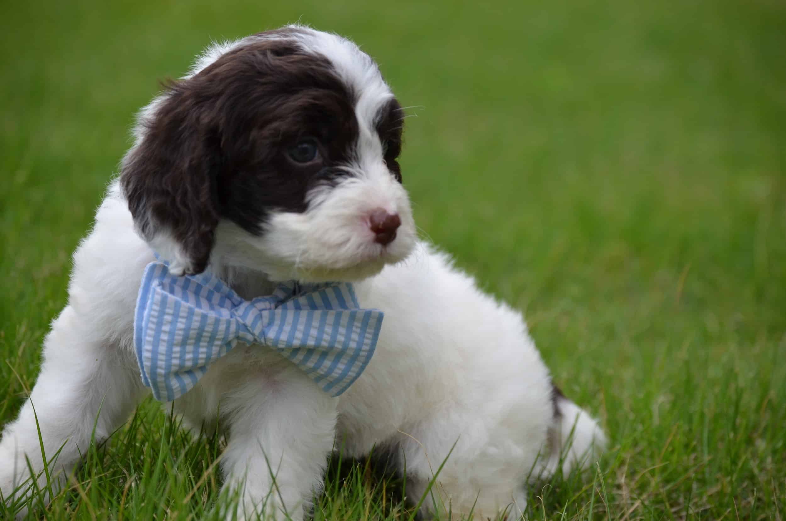 Springerdoodles — Crockett Doodles