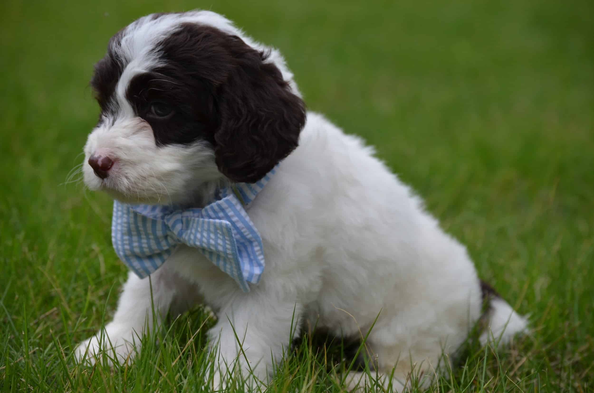 Springerdoodles — Crockett Doodles