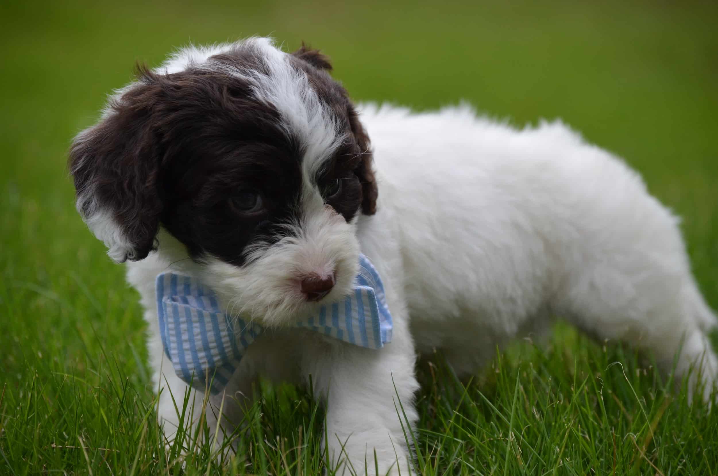 Springerdoodles — Crockett Doodles