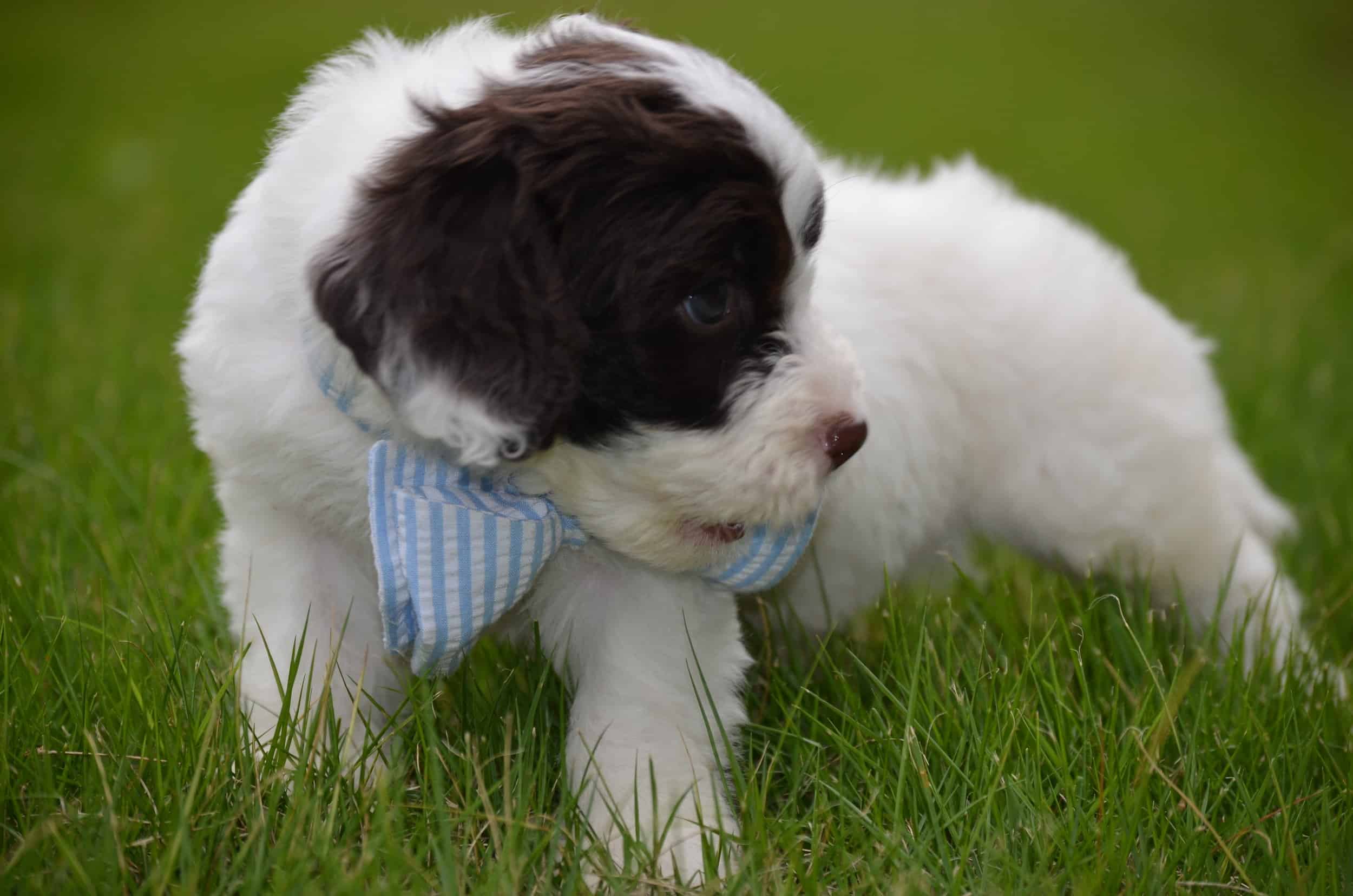 Springerdoodles — Crockett Doodles