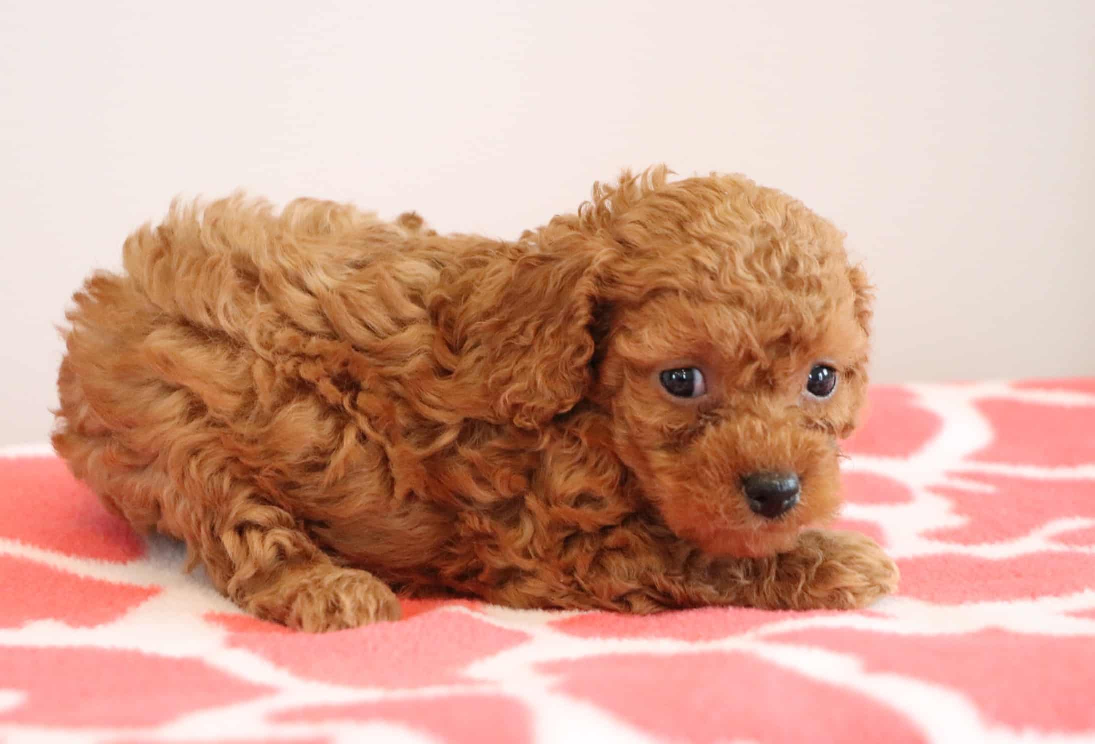 Red Cockapoos — Crockett Doodles