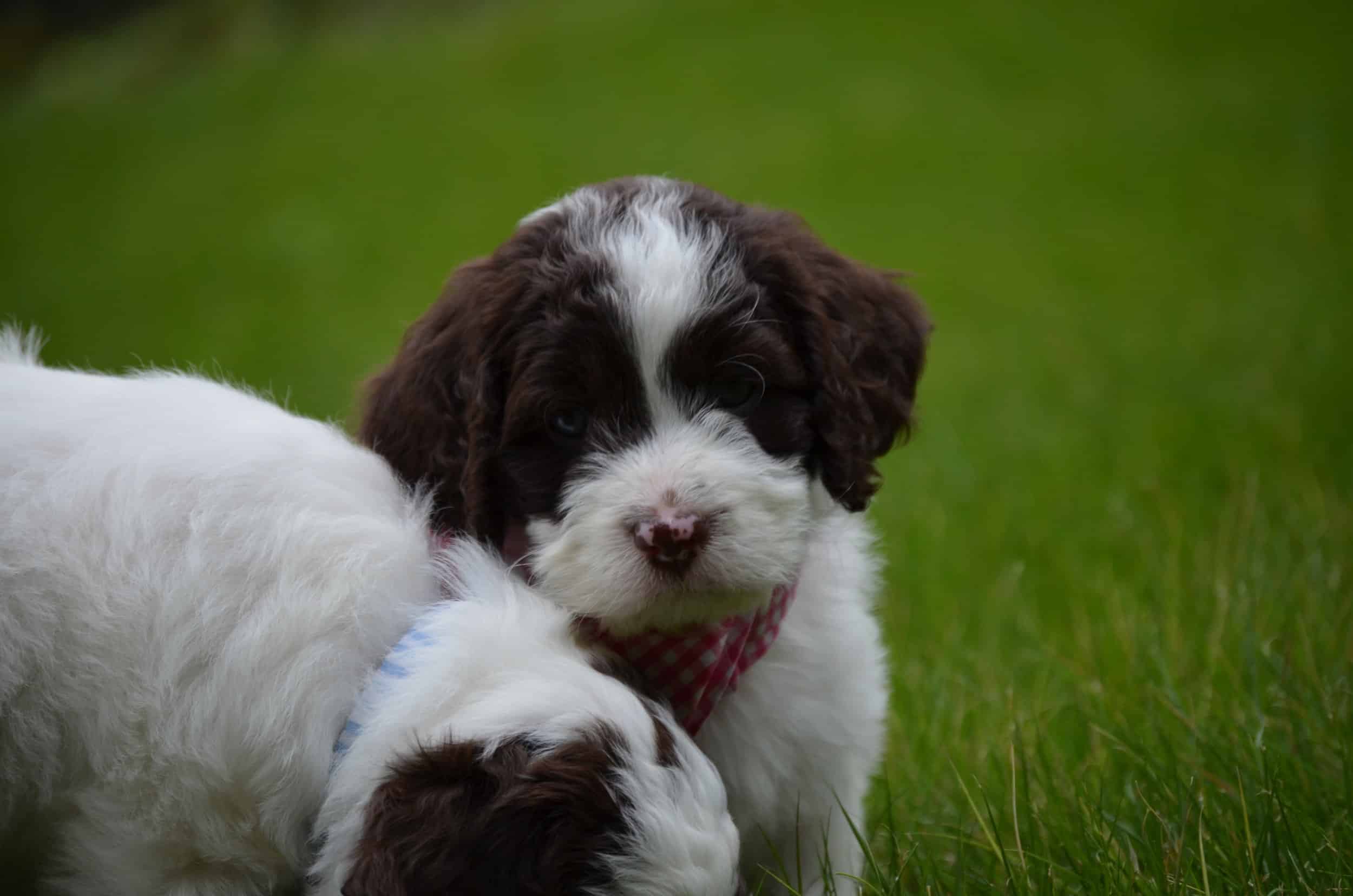 Springerdoodles — Crockett Doodles