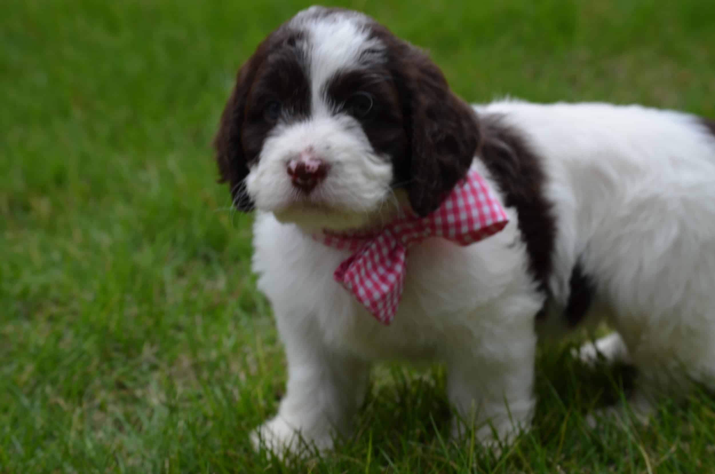 Springerdoodles — Crockett Doodles