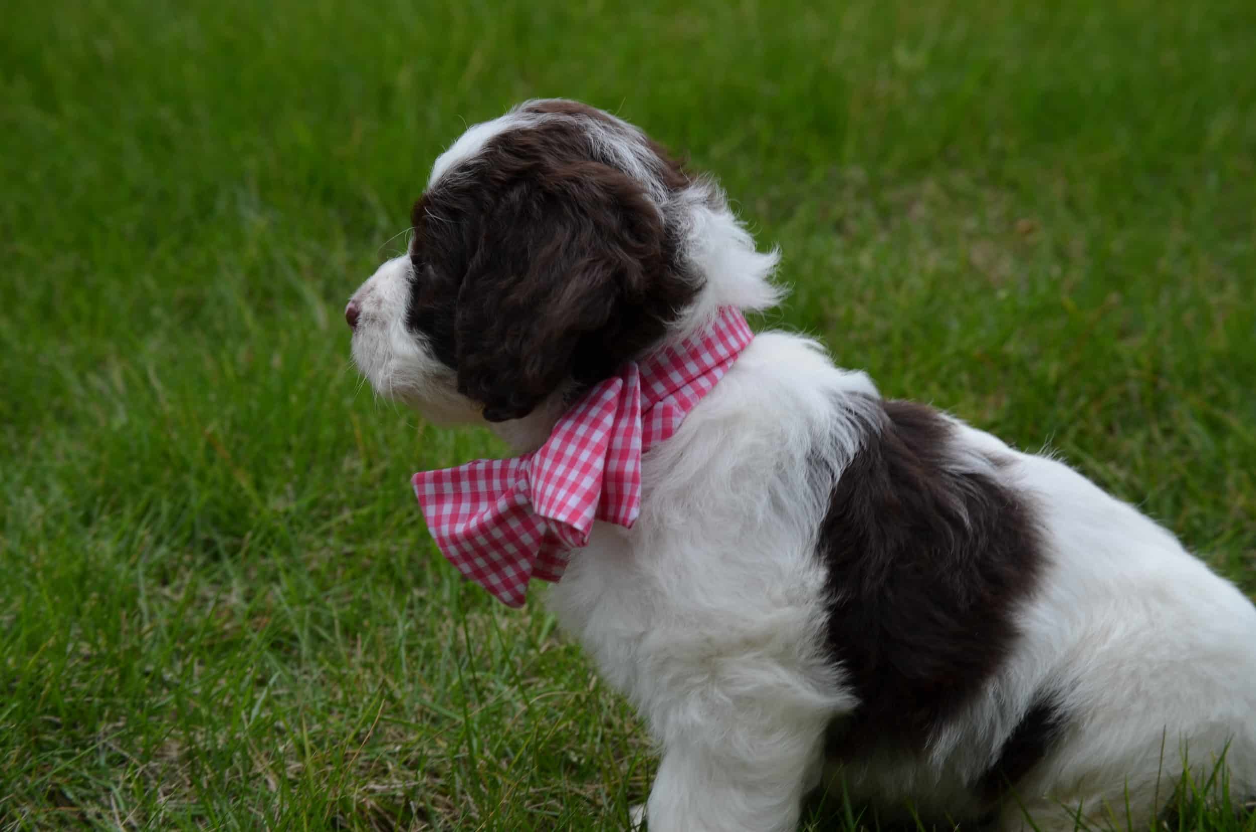 Springerdoodles — Crockett Doodles