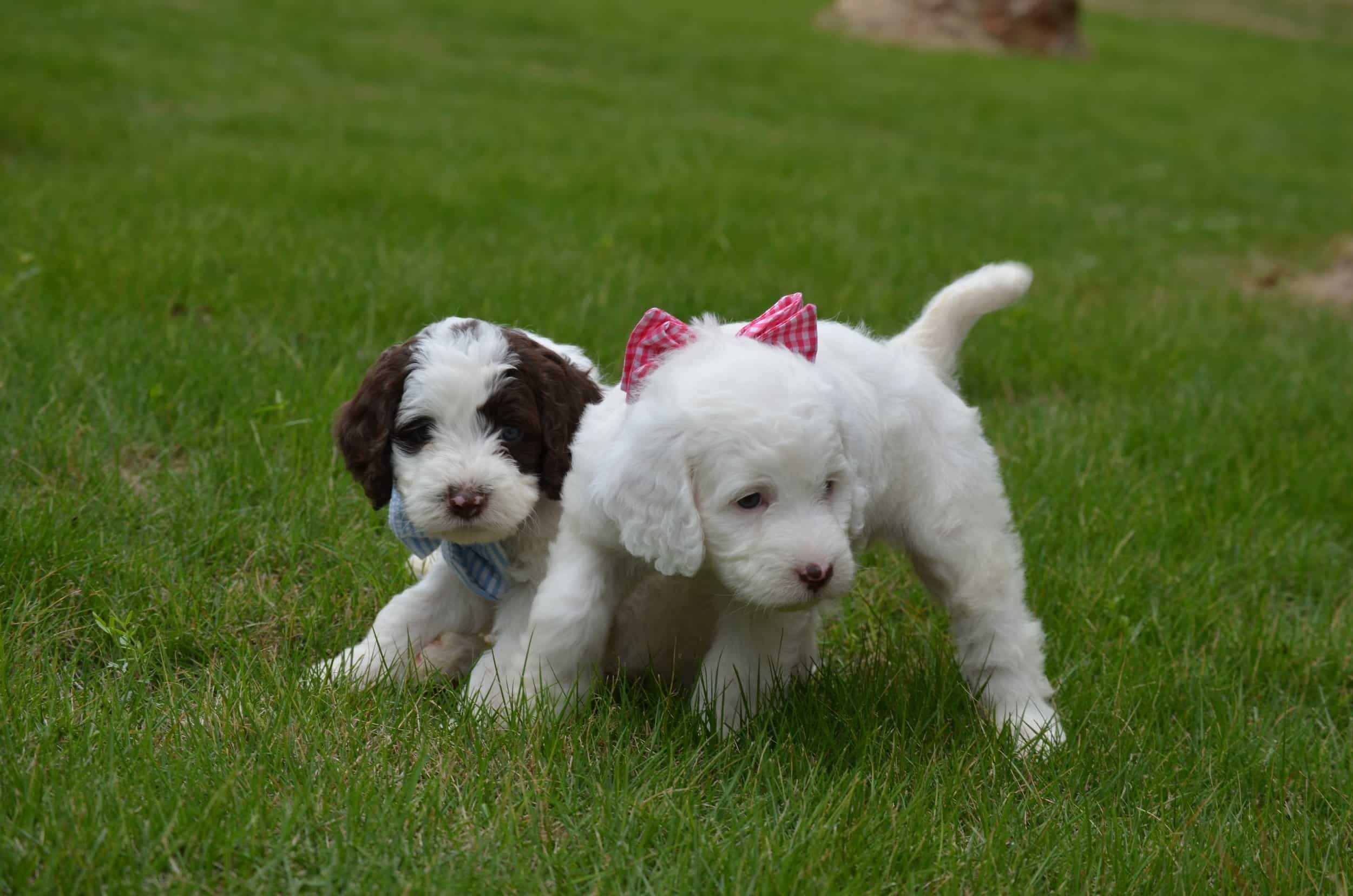 Springerdoodles — Crockett Doodles