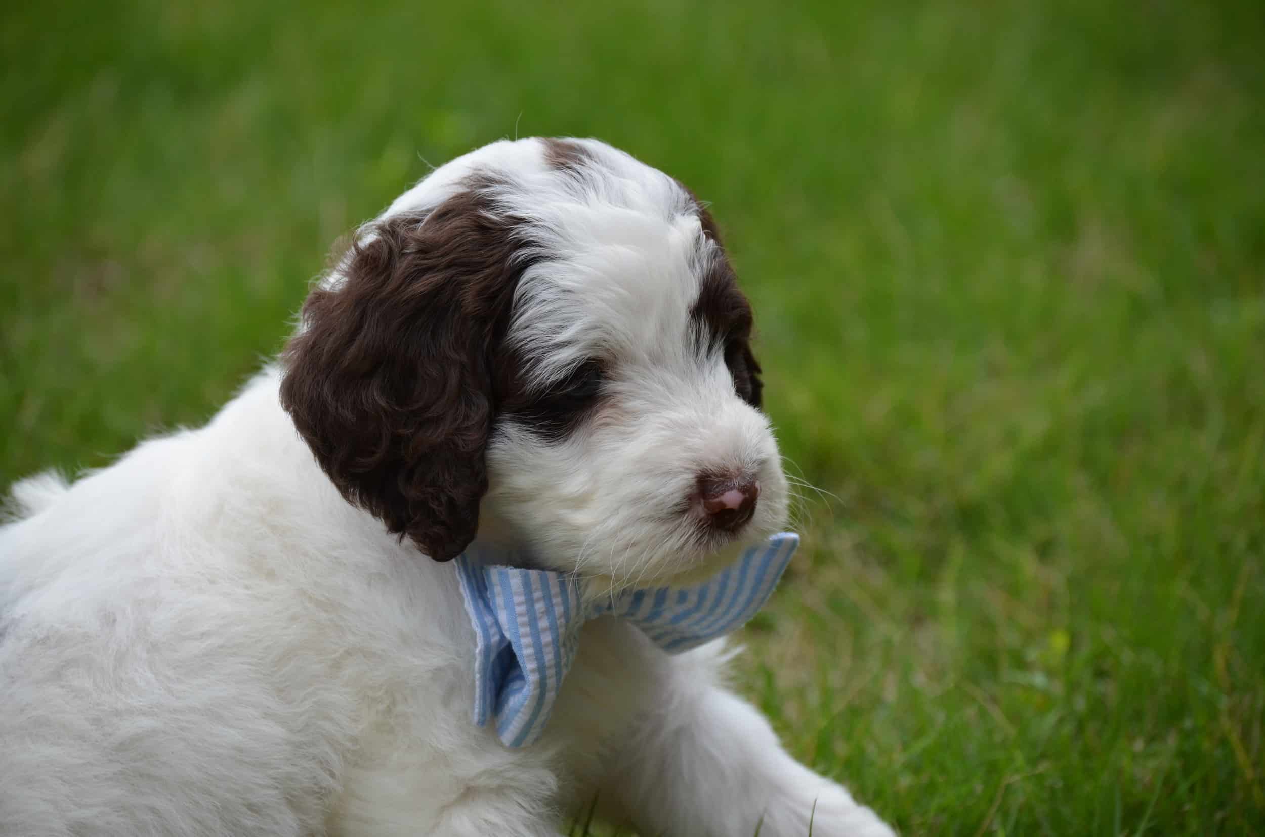 Springerdoodles — Crockett Doodles