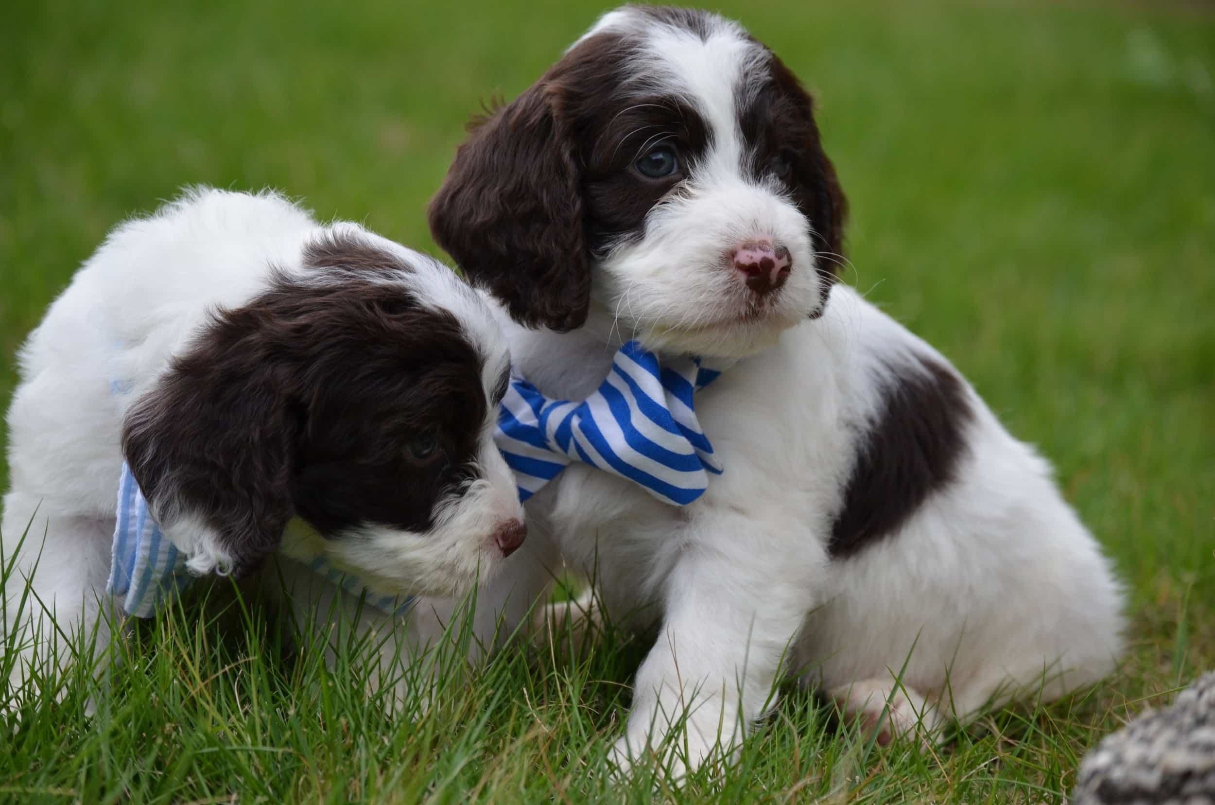 Springerdoodles — Crockett Doodles