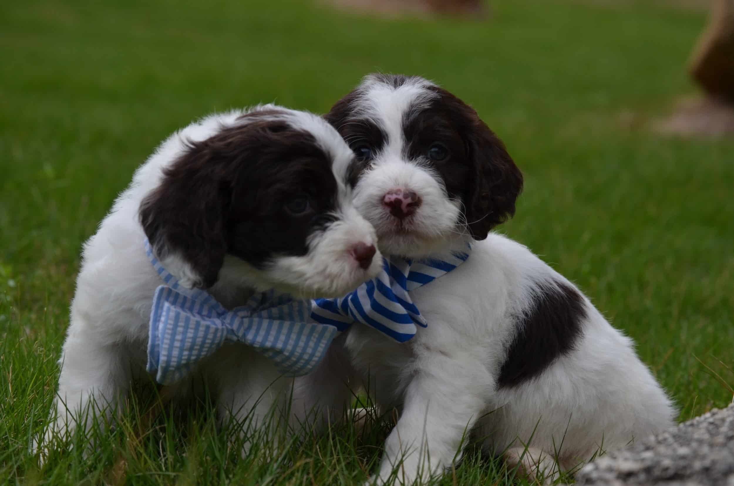 Springerdoodles — Crockett Doodles