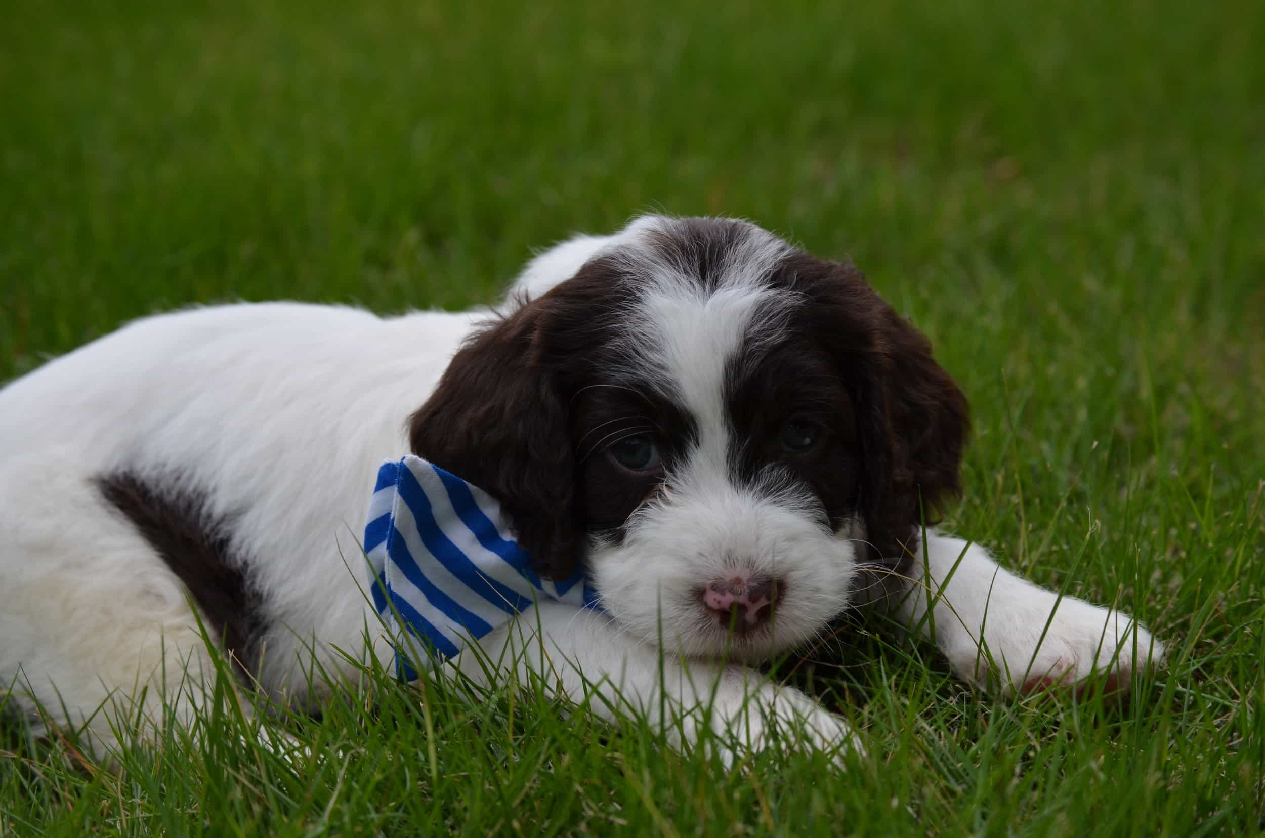 Springerdoodles — Crockett Doodles