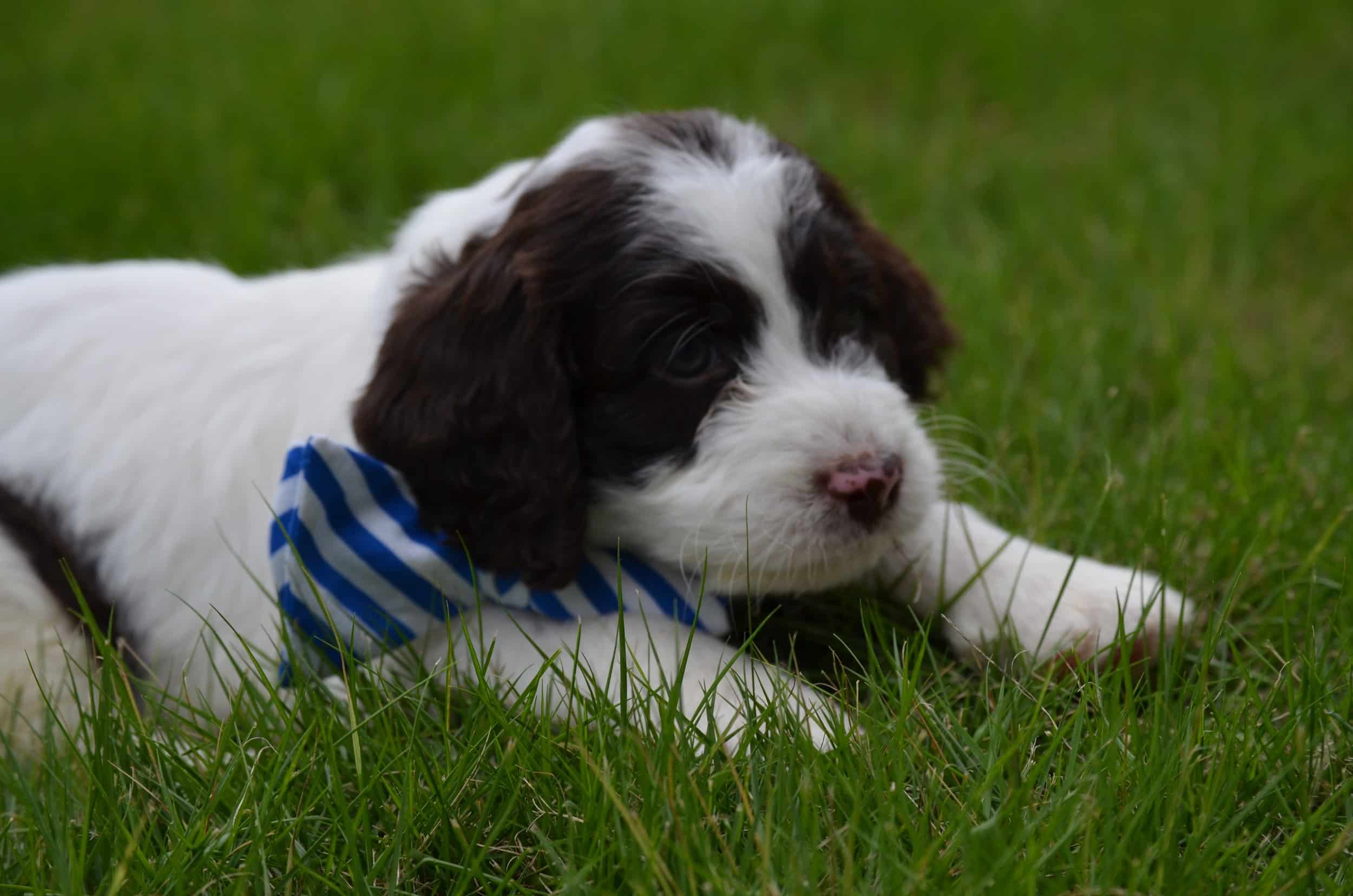 Springerdoodles — Crockett Doodles