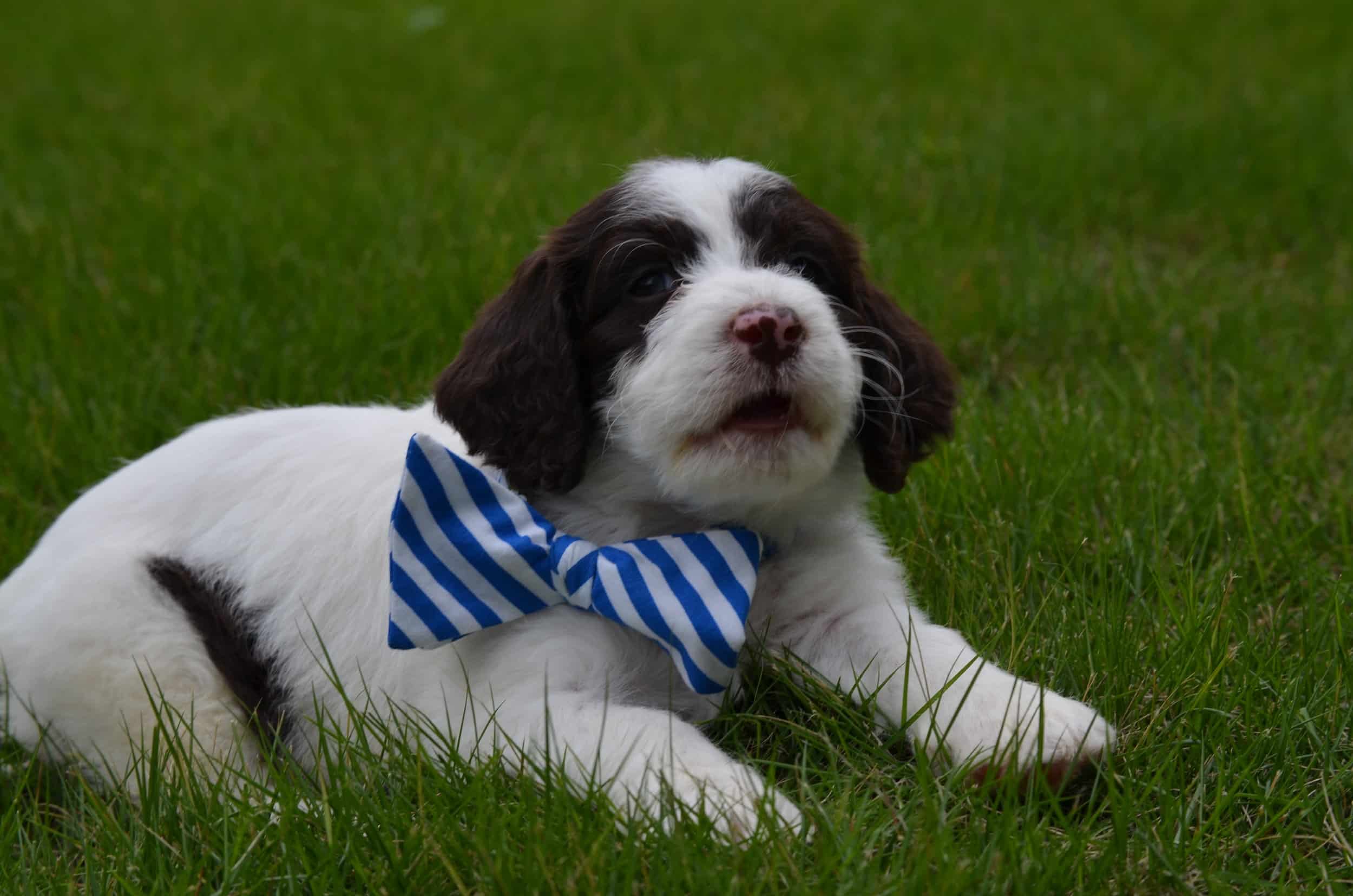 Springerdoodles — Crockett Doodles
