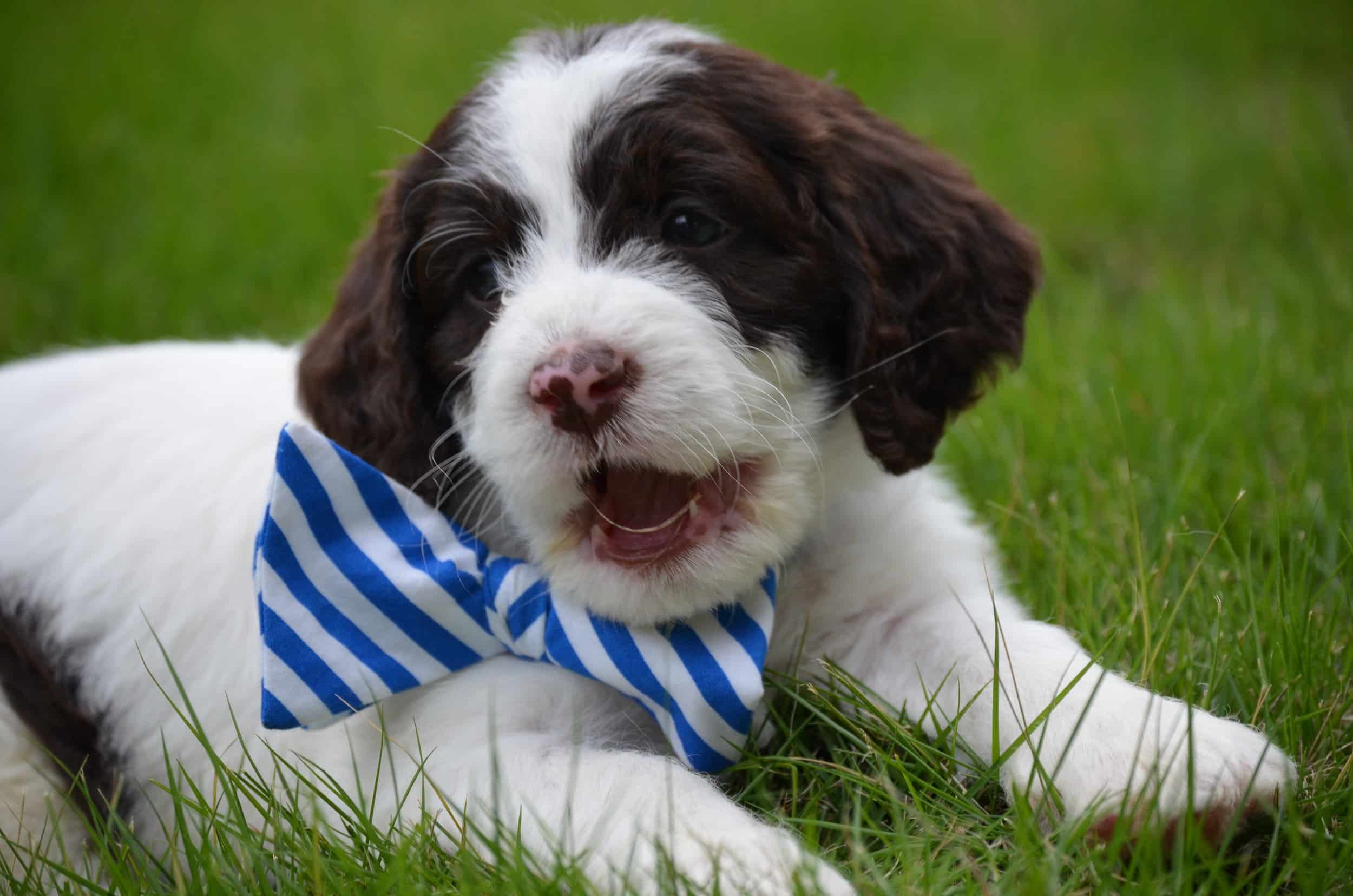 Springerdoodles — Crockett Doodles