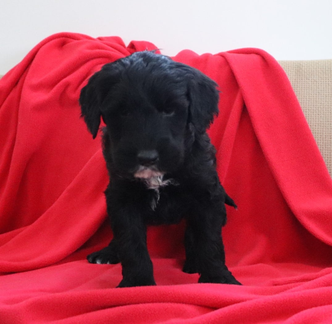 Black Sheepadoodles — Crockett Doodles