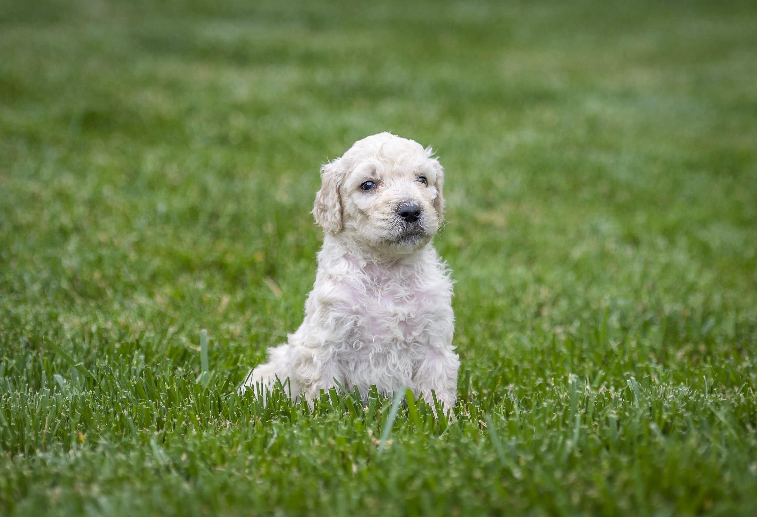 Beautiful Tri-color Goldendoodles Born April 1 — Crockett Doodles