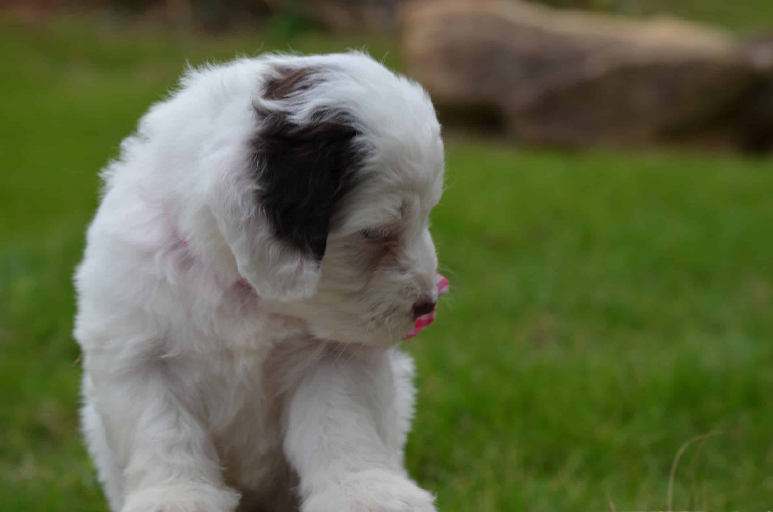 Springerdoodles — Crockett Doodles