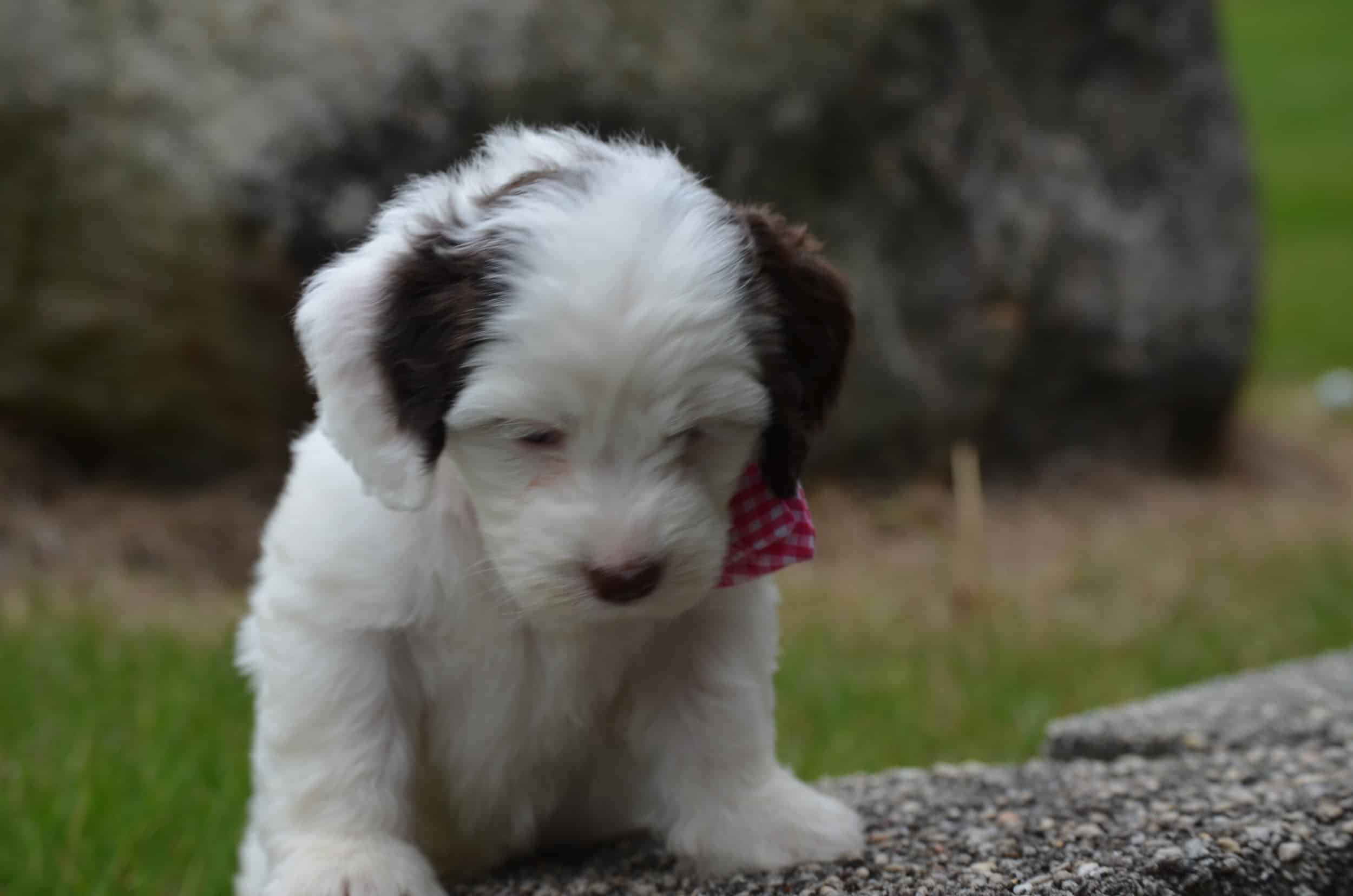 Springerdoodles — Crockett Doodles