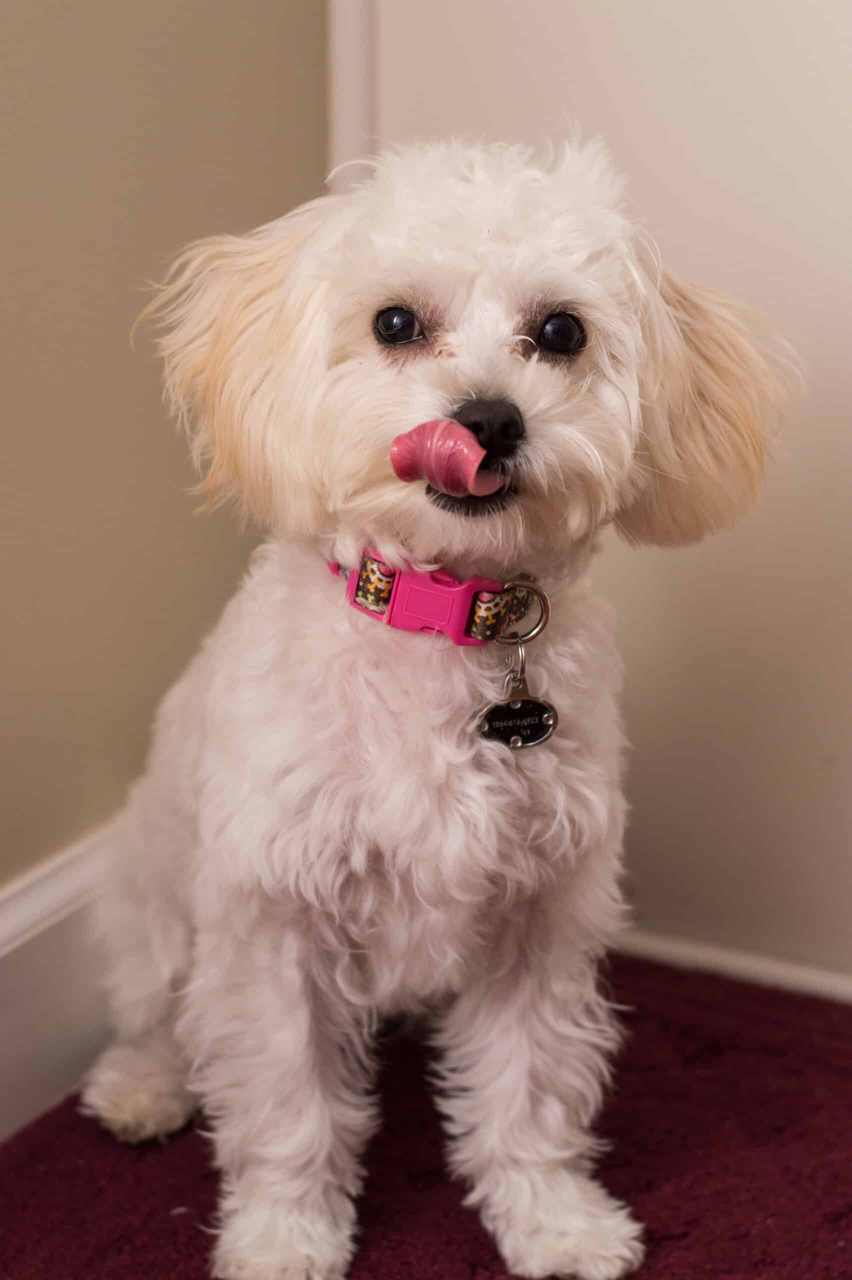 Crockett Doodle Cockapoos puppies — Crockett Doodles