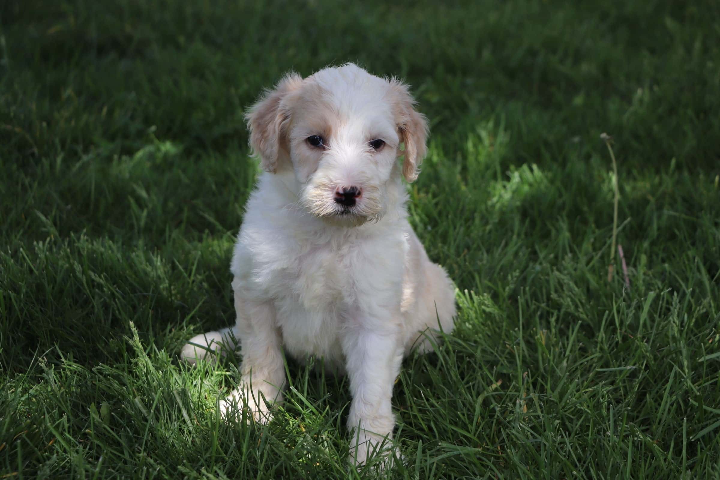 F1b Sheepadoodles — Crockett Doodles