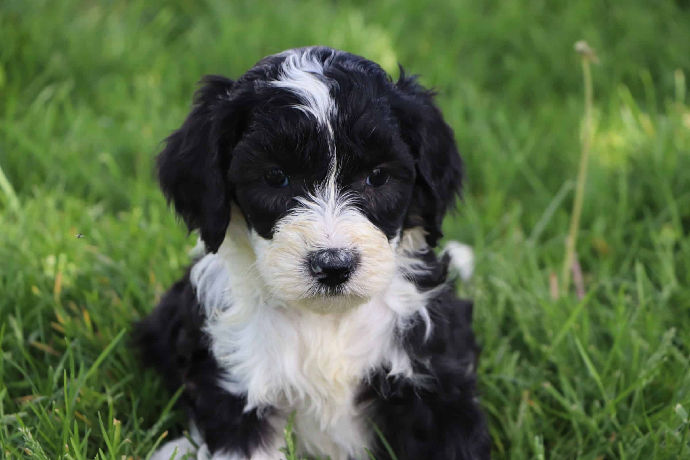 F1b Sheepadoodles — Crockett Doodles