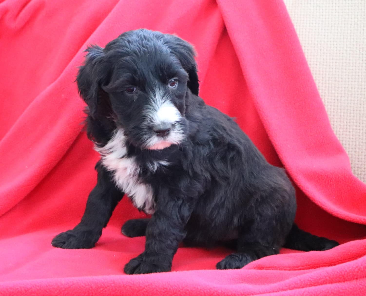 Black Sheepadoodles — Crockett Doodles