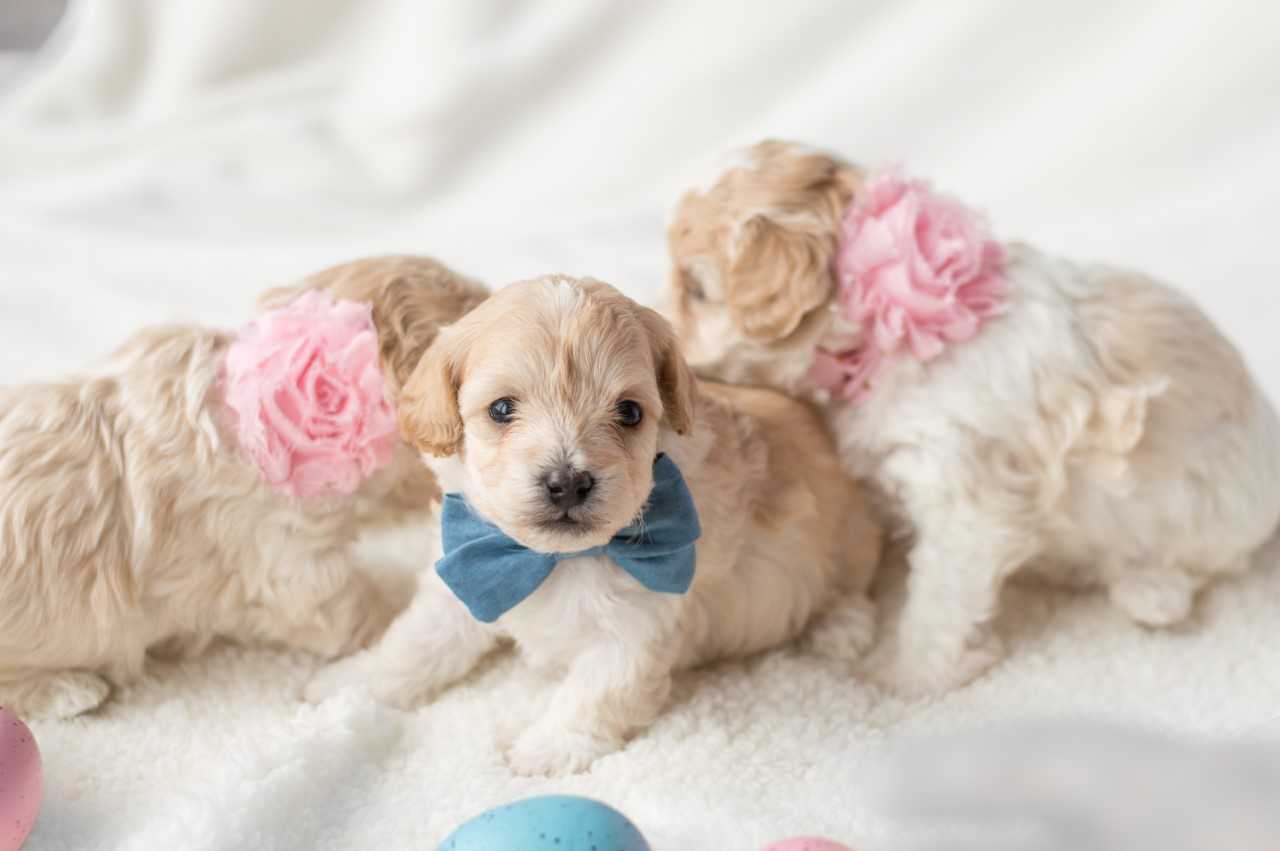 Crockett Doodle Cockapoos puppies — Crockett Doodles