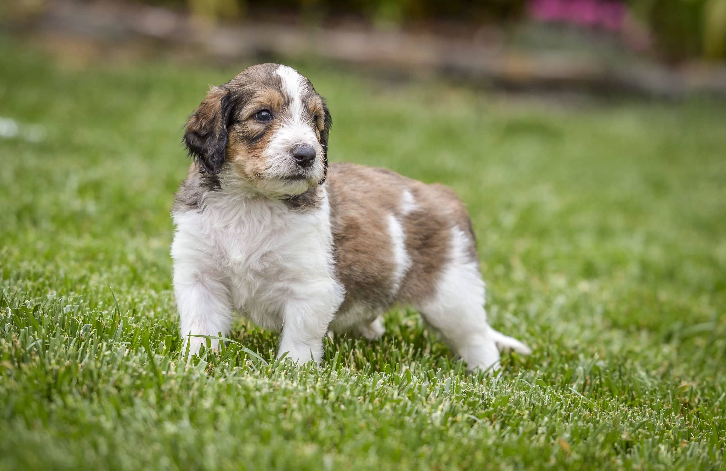 Beautiful Tri-color Goldendoodles Born April 1 — Crockett Doodles