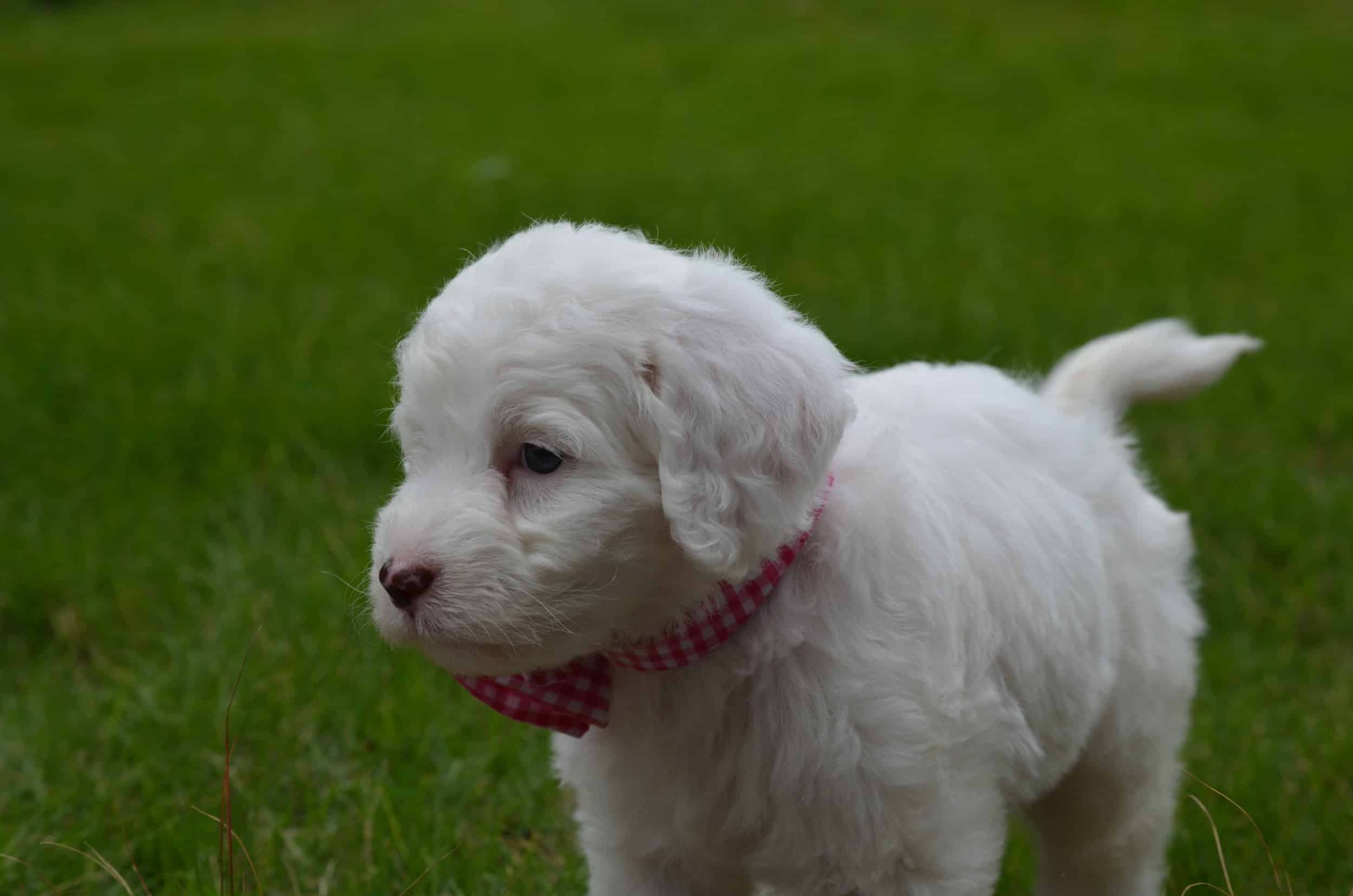 Springerdoodles — Crockett Doodles